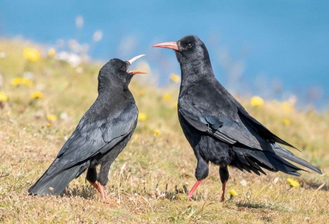 Cornwall's population of Cornish choughs grows to around 200