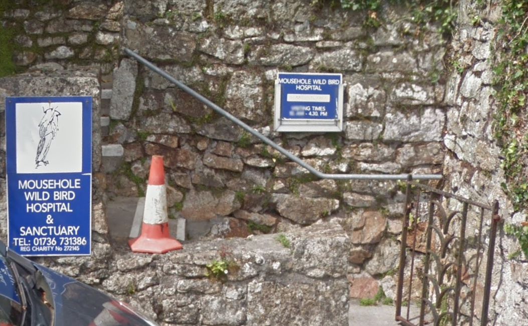 Samples from Cornwall wild bird hospital test positive for bird flu