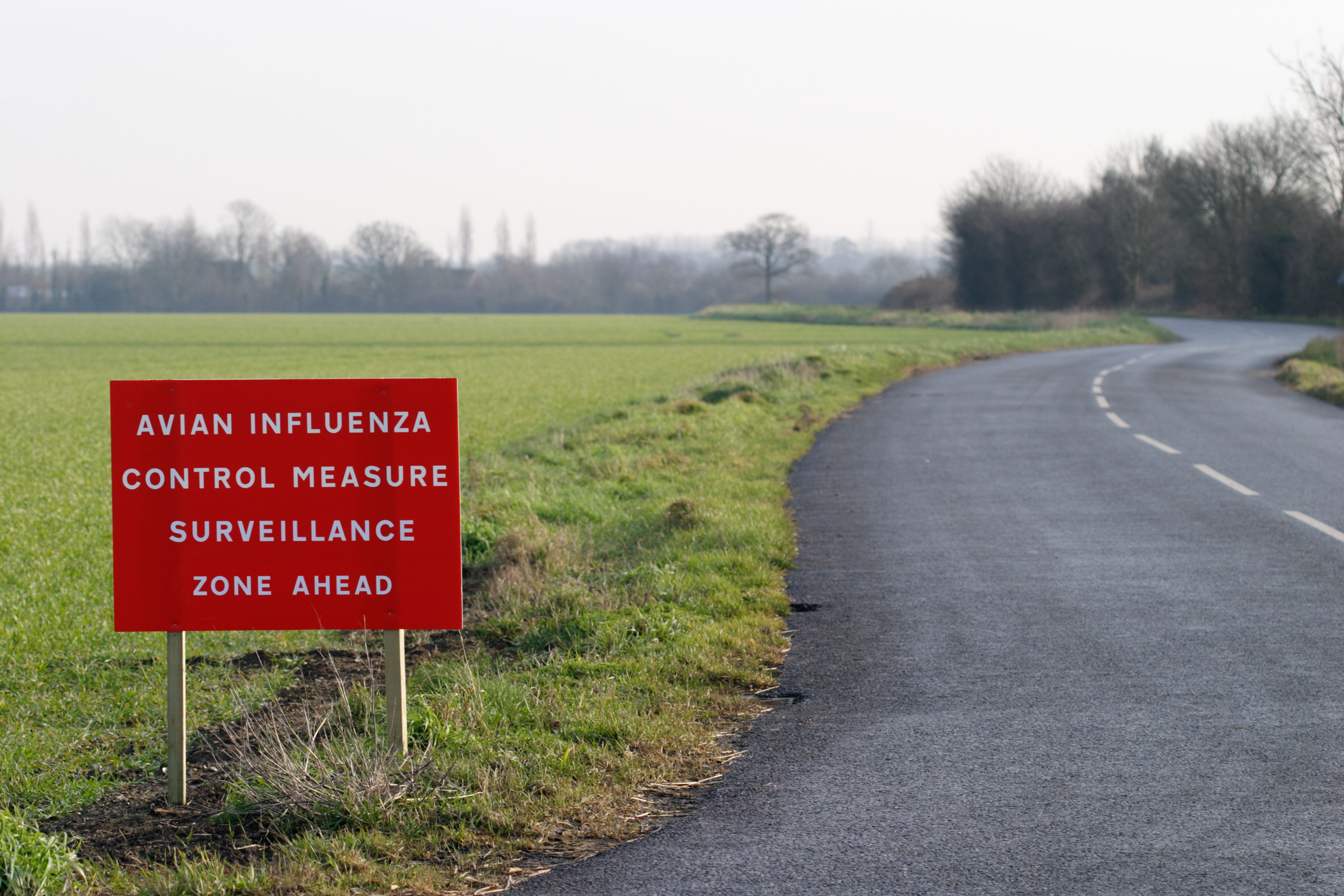 New bird flu outbreak confirmed at poultry farm near King's Lynn | News ...