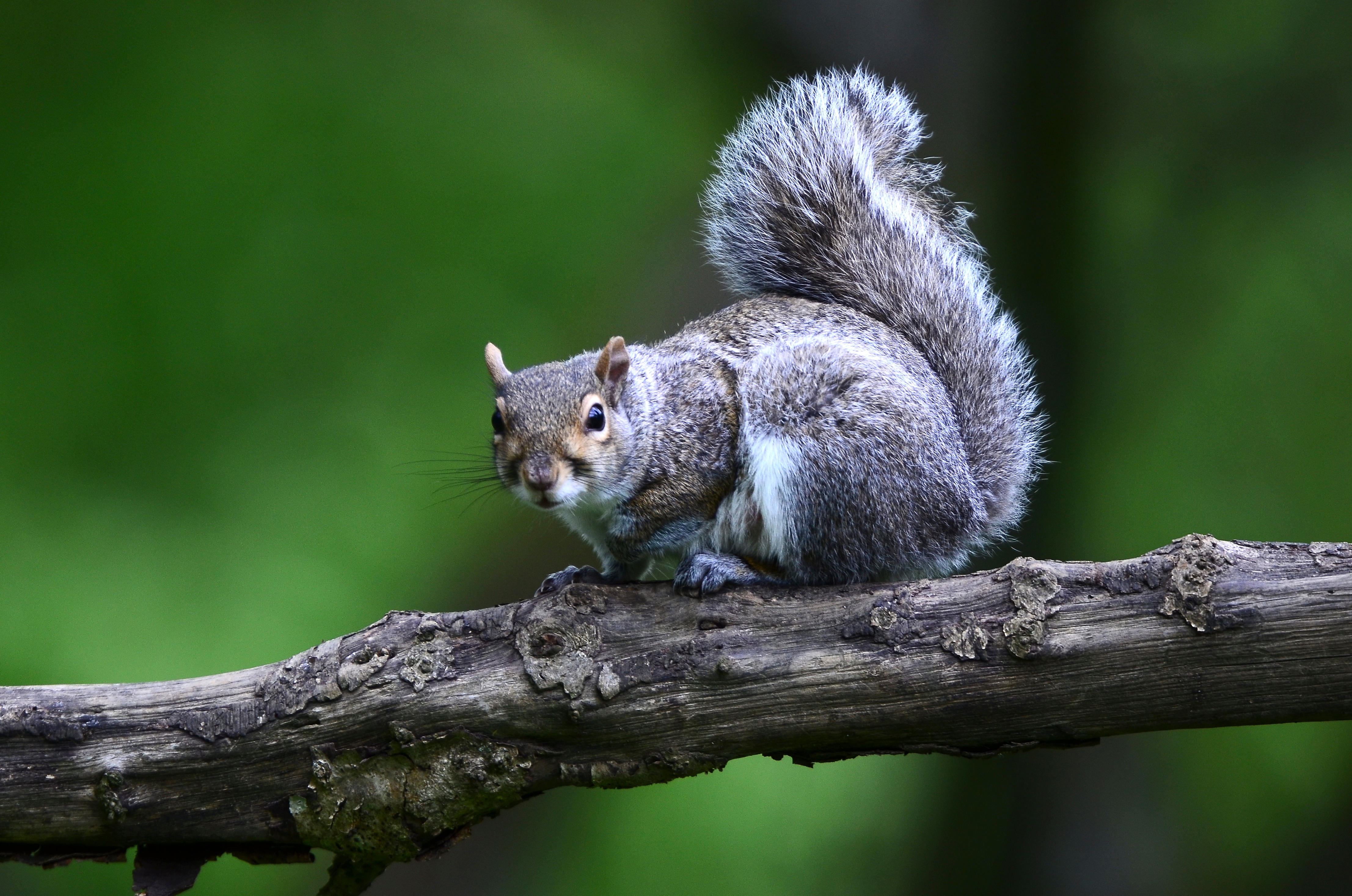 Field fire in Westoning caused by squirrel chewing though cables