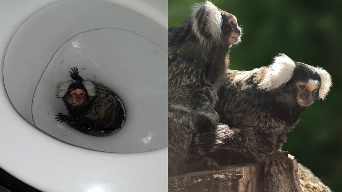 Monkey flushed down toilet enjoying new life in Dorset | News - Hits Radio