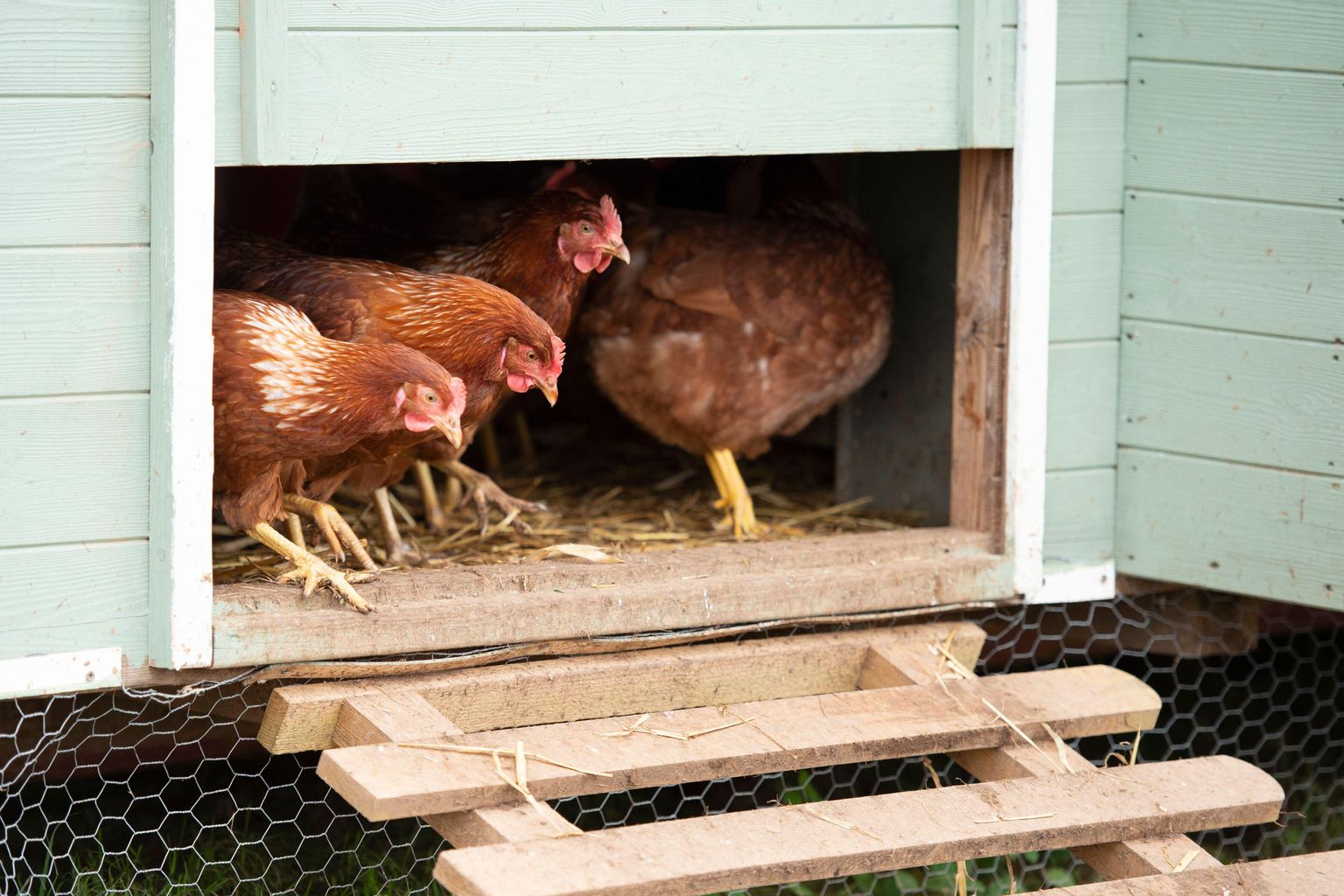 New confirmed outbreak of bird flu in west Cornwall