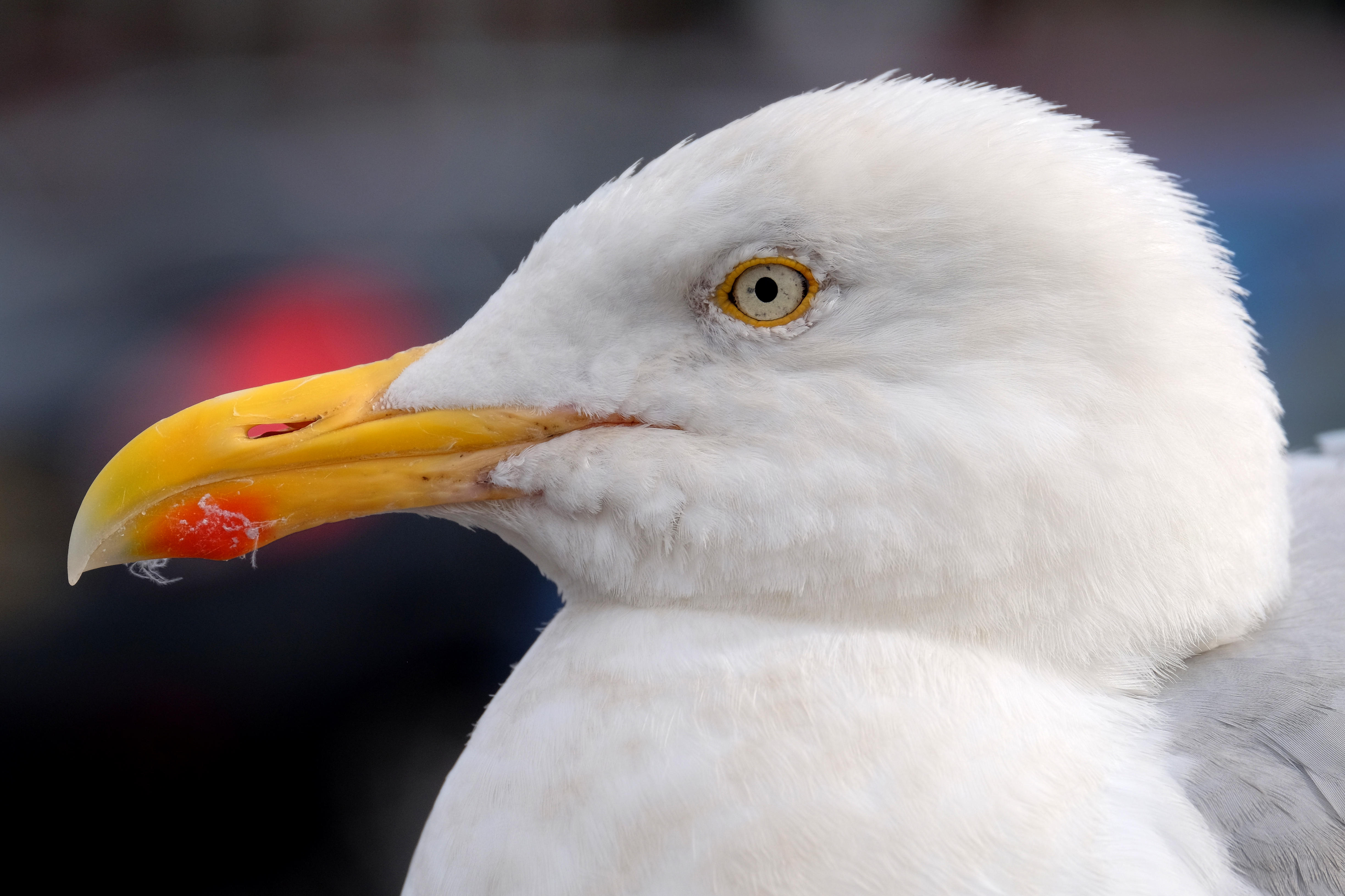 Man arrested after seagull killed in Scarborough