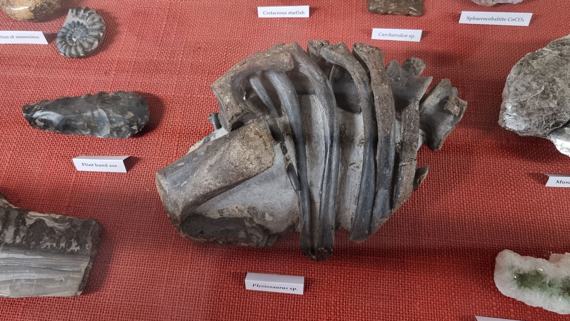 Thousands of fossils donated to University of Portsmouth | News ...