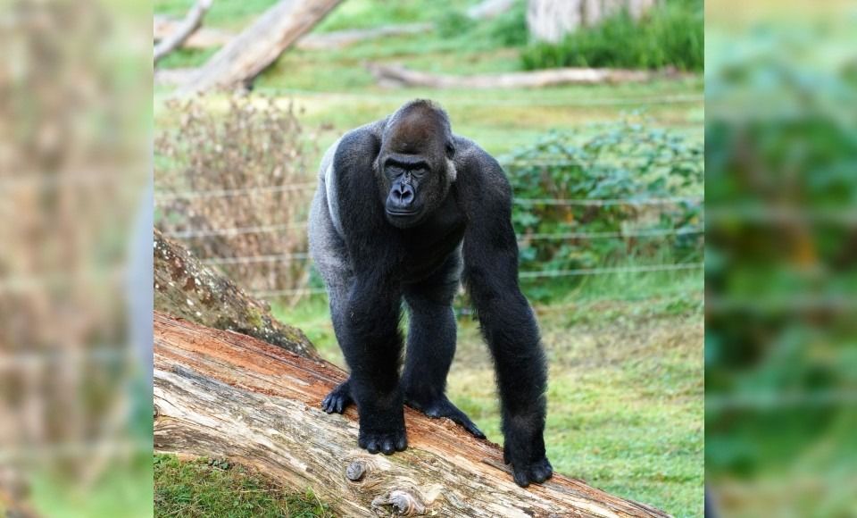 Longleat announces death of gorilla | GHR Salisbury