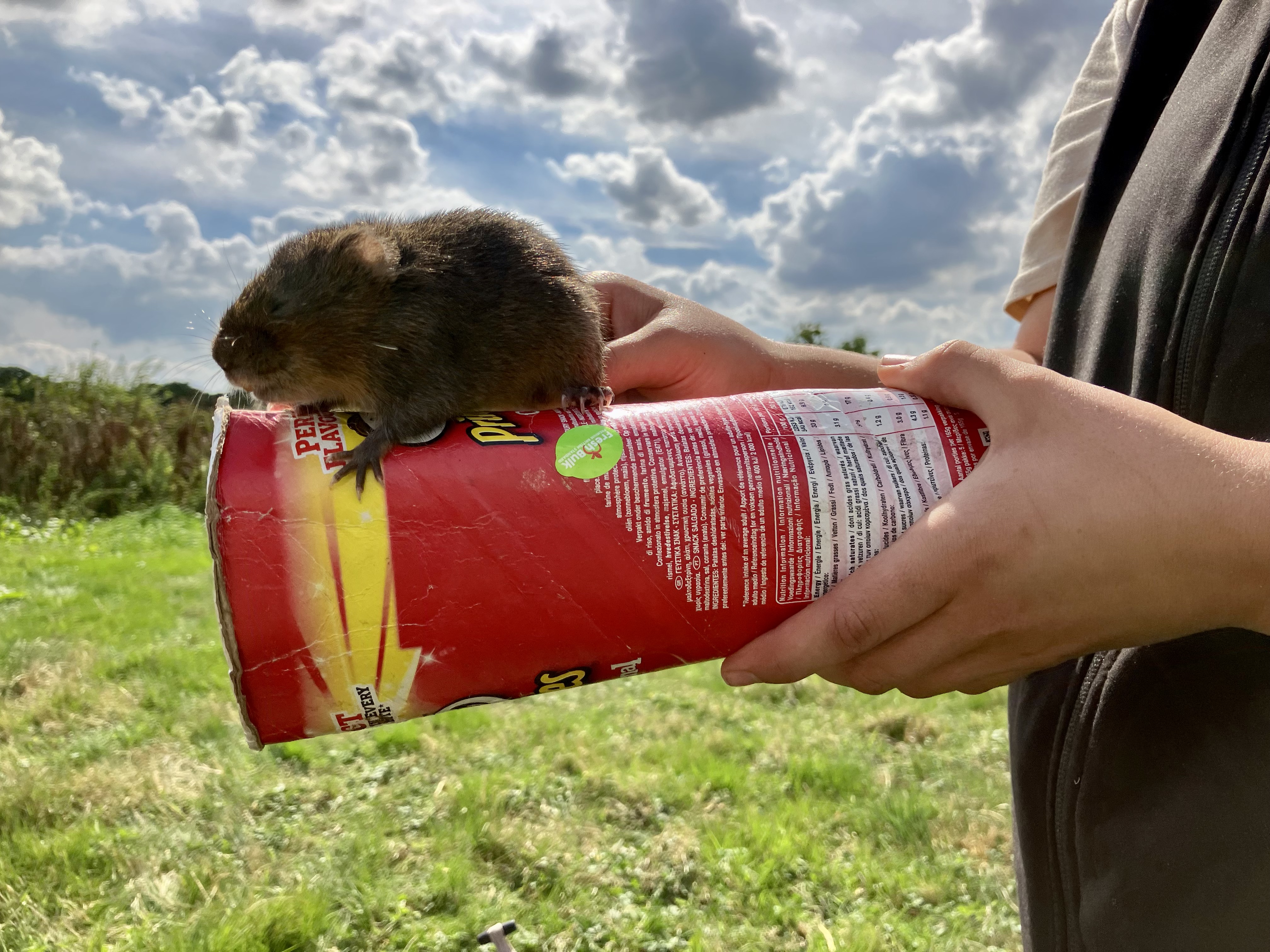 Salisbury's water voles looking for love in new "exotic" location