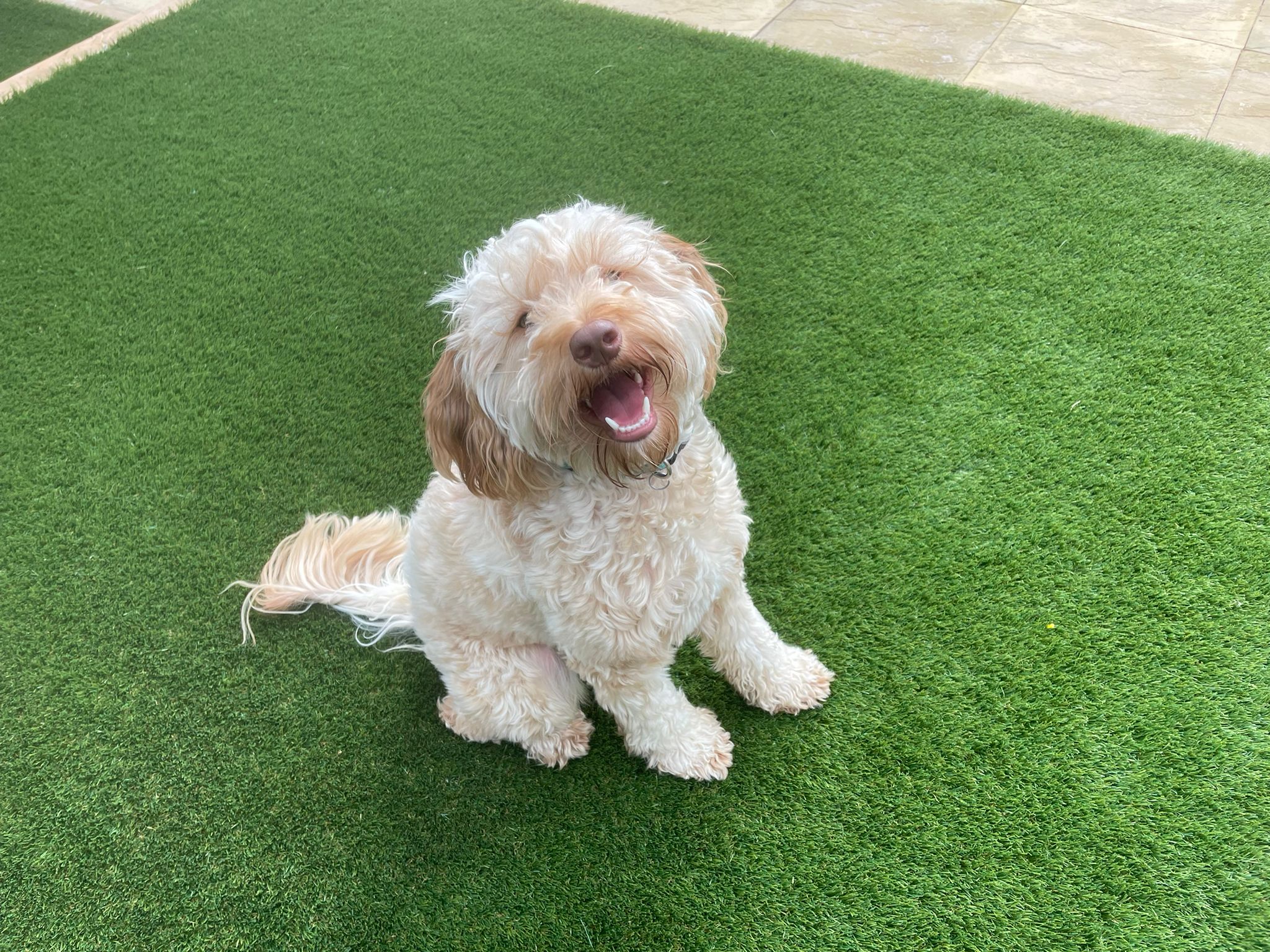 Salisbury celebrating our four legged friends during Street Sellers event