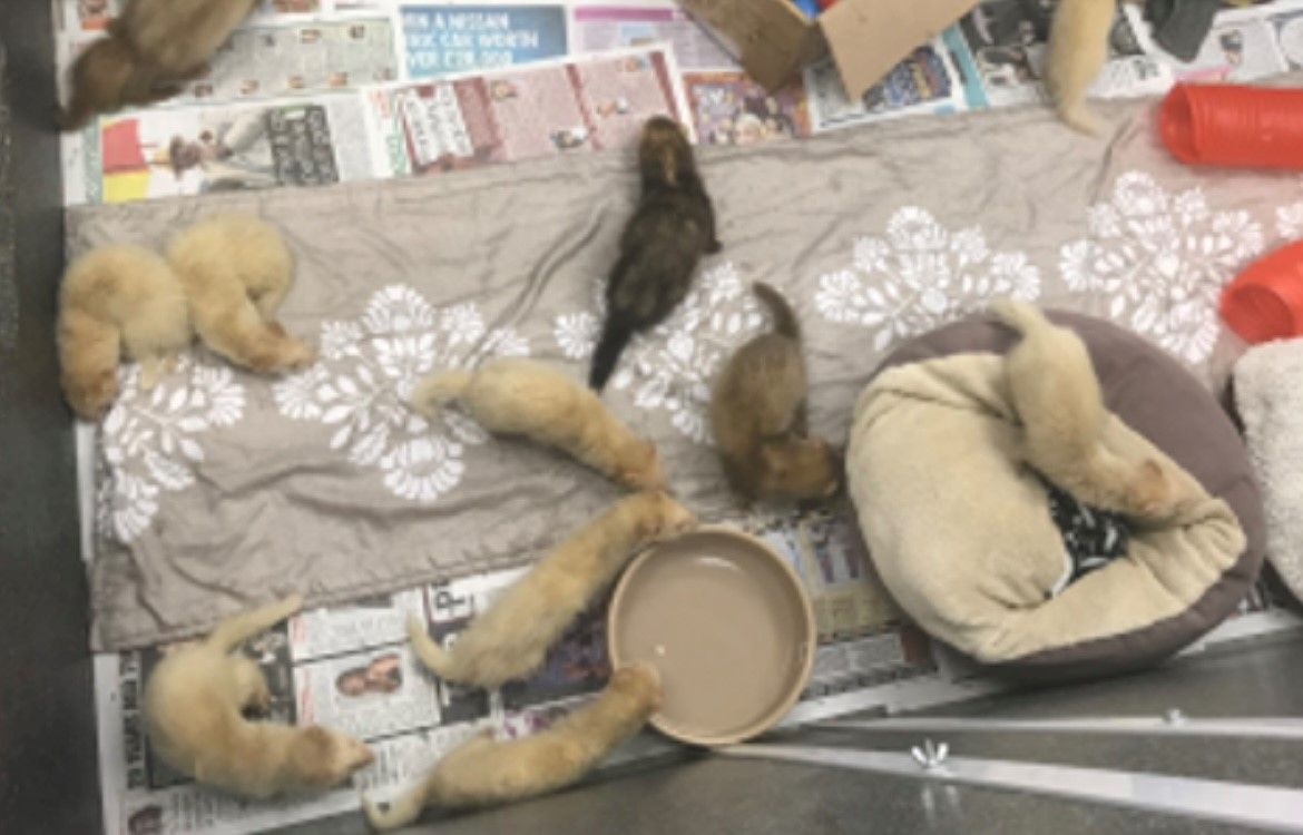 Cornwall's RSPCA receives more than 480 reports of abandoned animals in ...