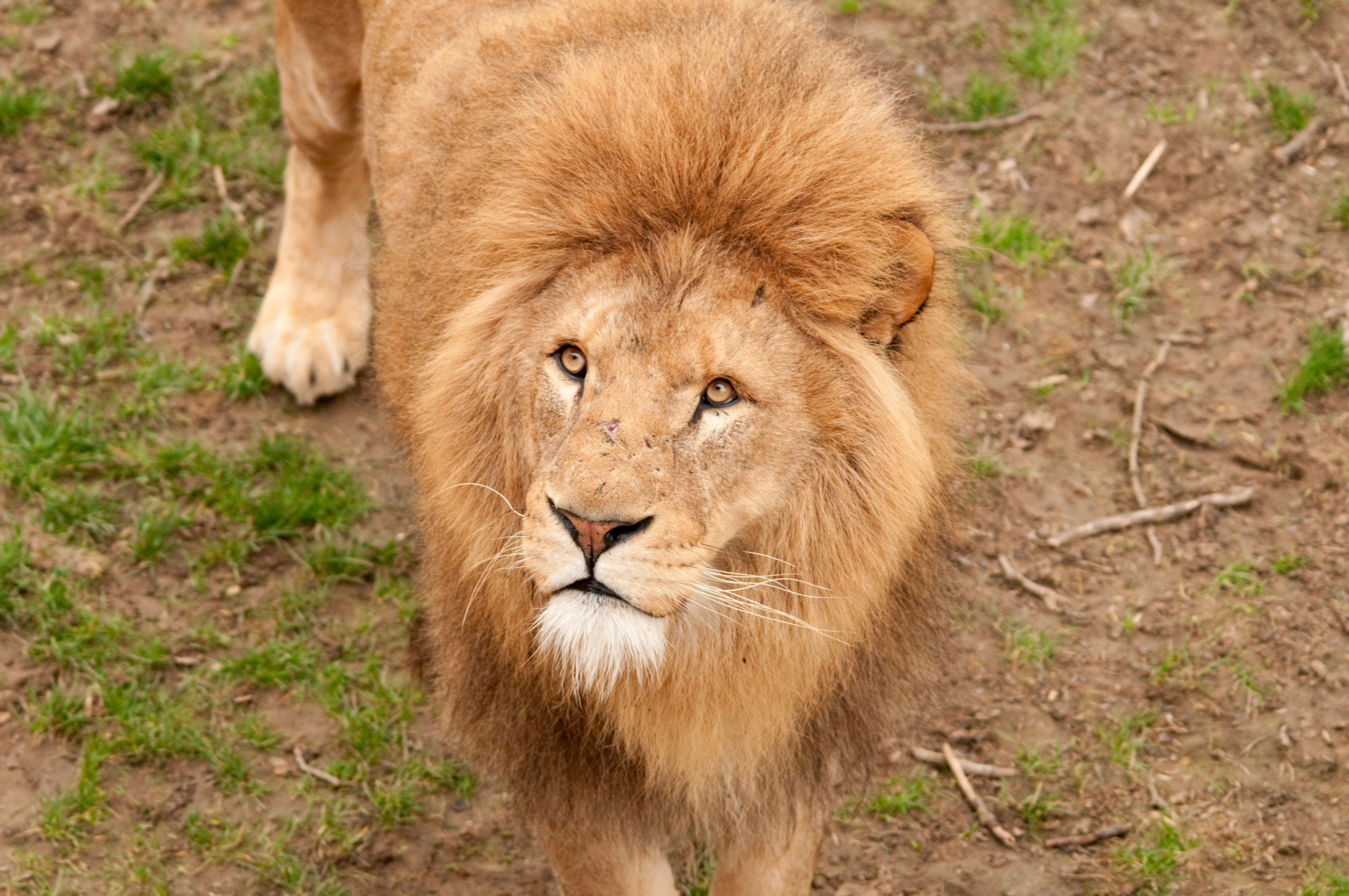 Africa Alive lion Zero dies aged 19 | News - Greatest Hits Radio ...