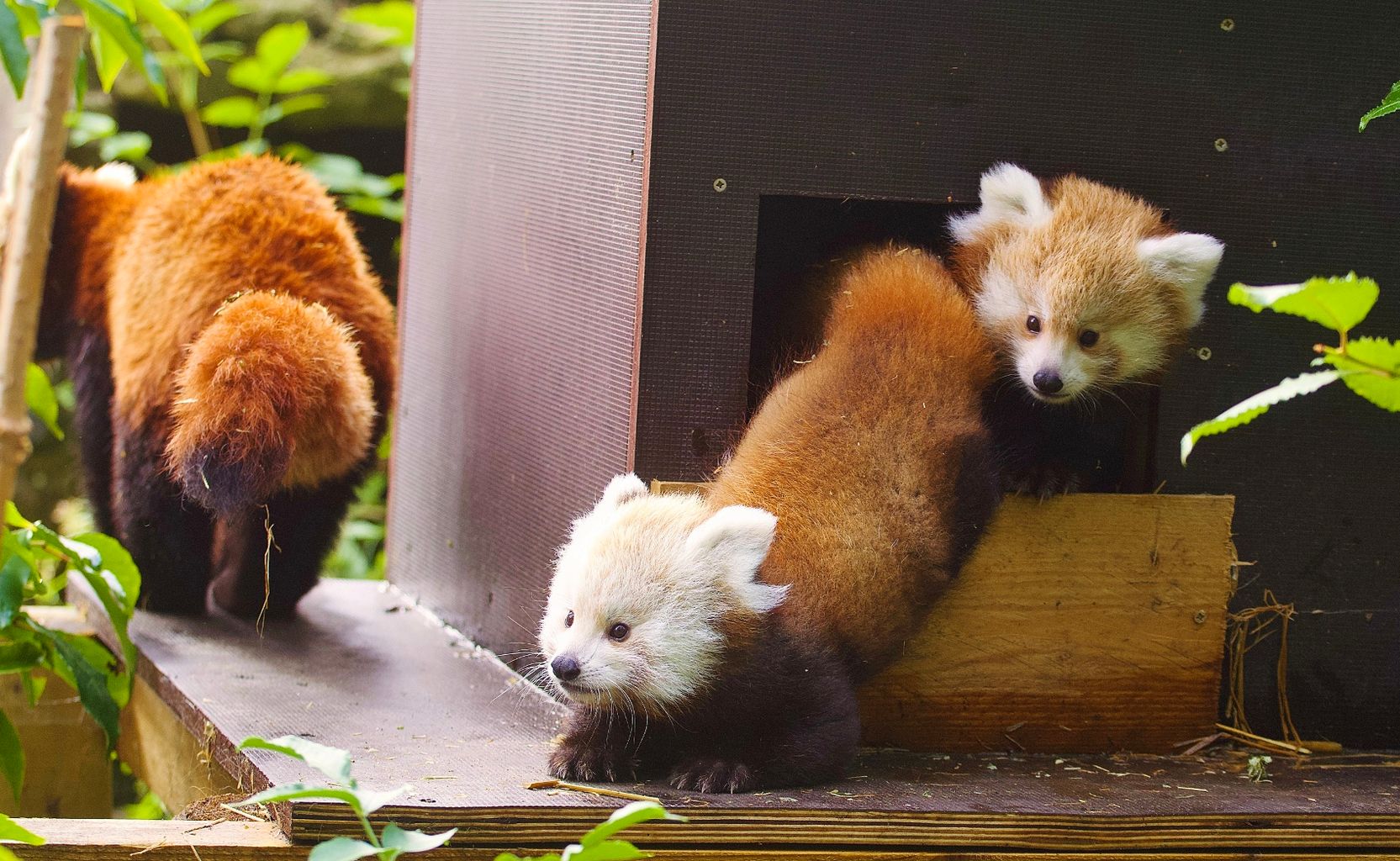 Two red panda cubs make first public appearance at Longleat | News ...