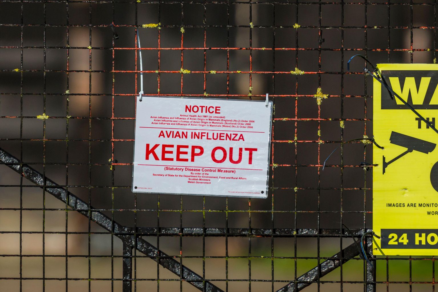 We're facing the "worst out-break of bird flu ever" - NFU East Anglia ...