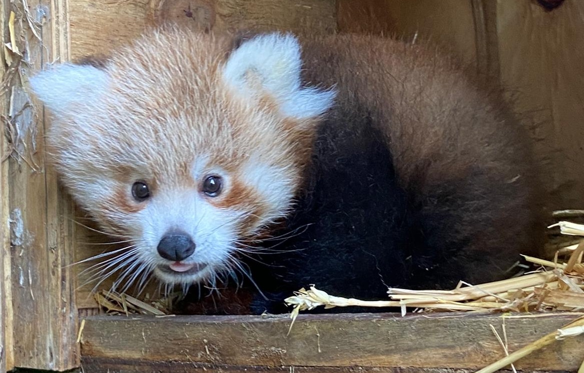 Rare red panda cub born at Banham Zoo | News - Greatest Hits Radio ...