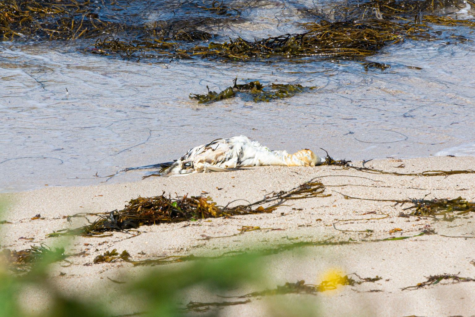 Almost 50 wild birds have tested positive for bird flu in Cornwall and ...
