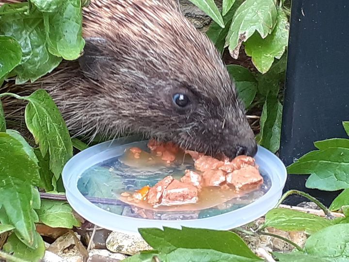 Laverstock wildlife Facebook group expanding to in-person meetings ...