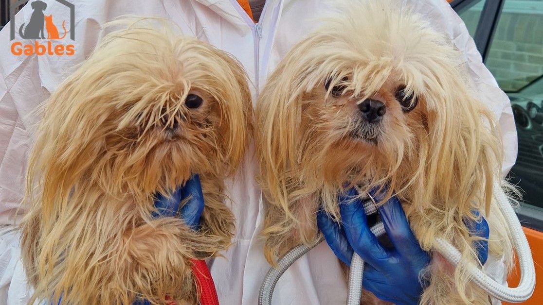 Animals rescued from 'heart-breaking' Devon puppy farm | News ...