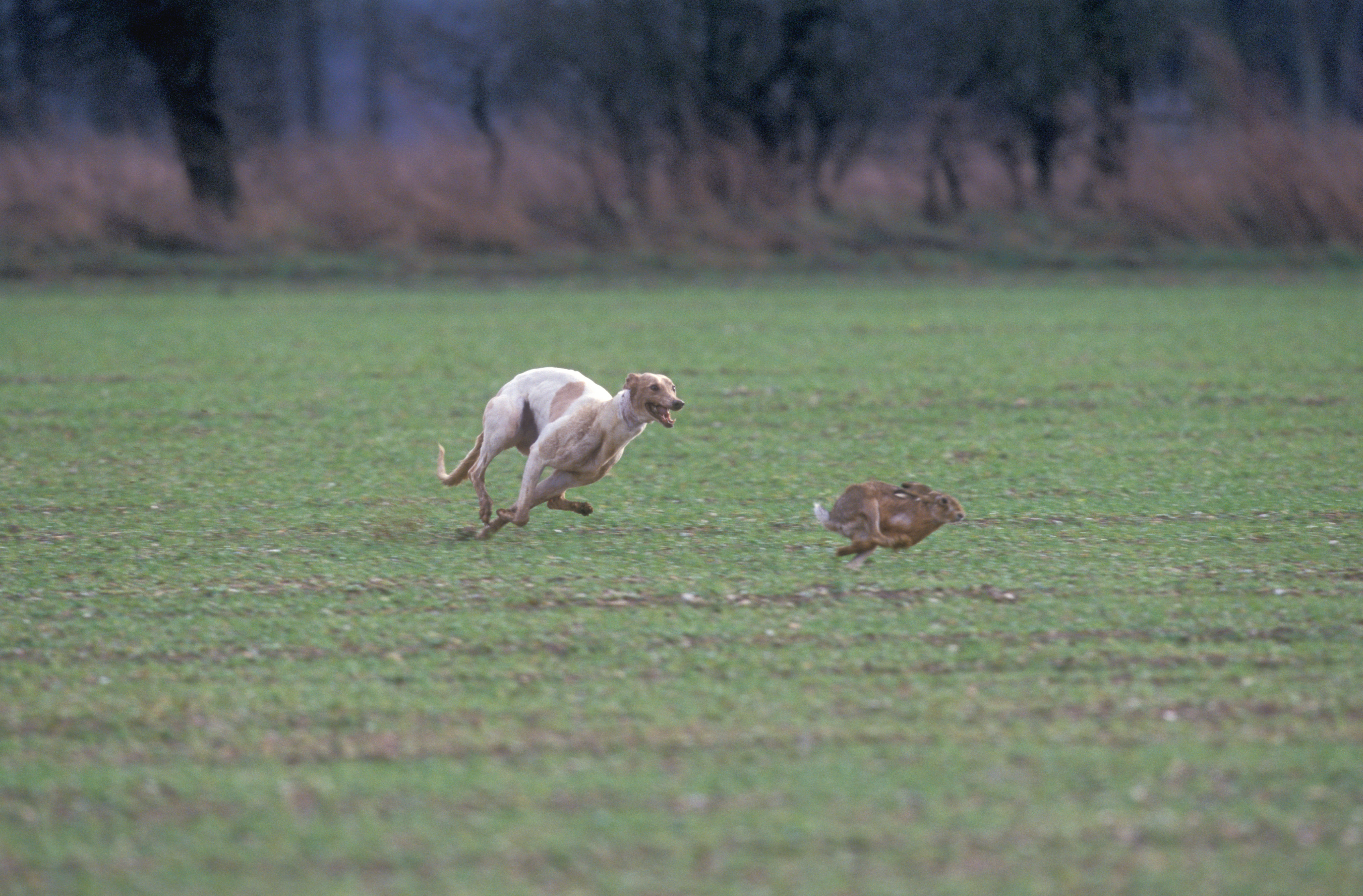 Police get new kit to tackle hare coursing in Wiltshire | GHR Salisbury