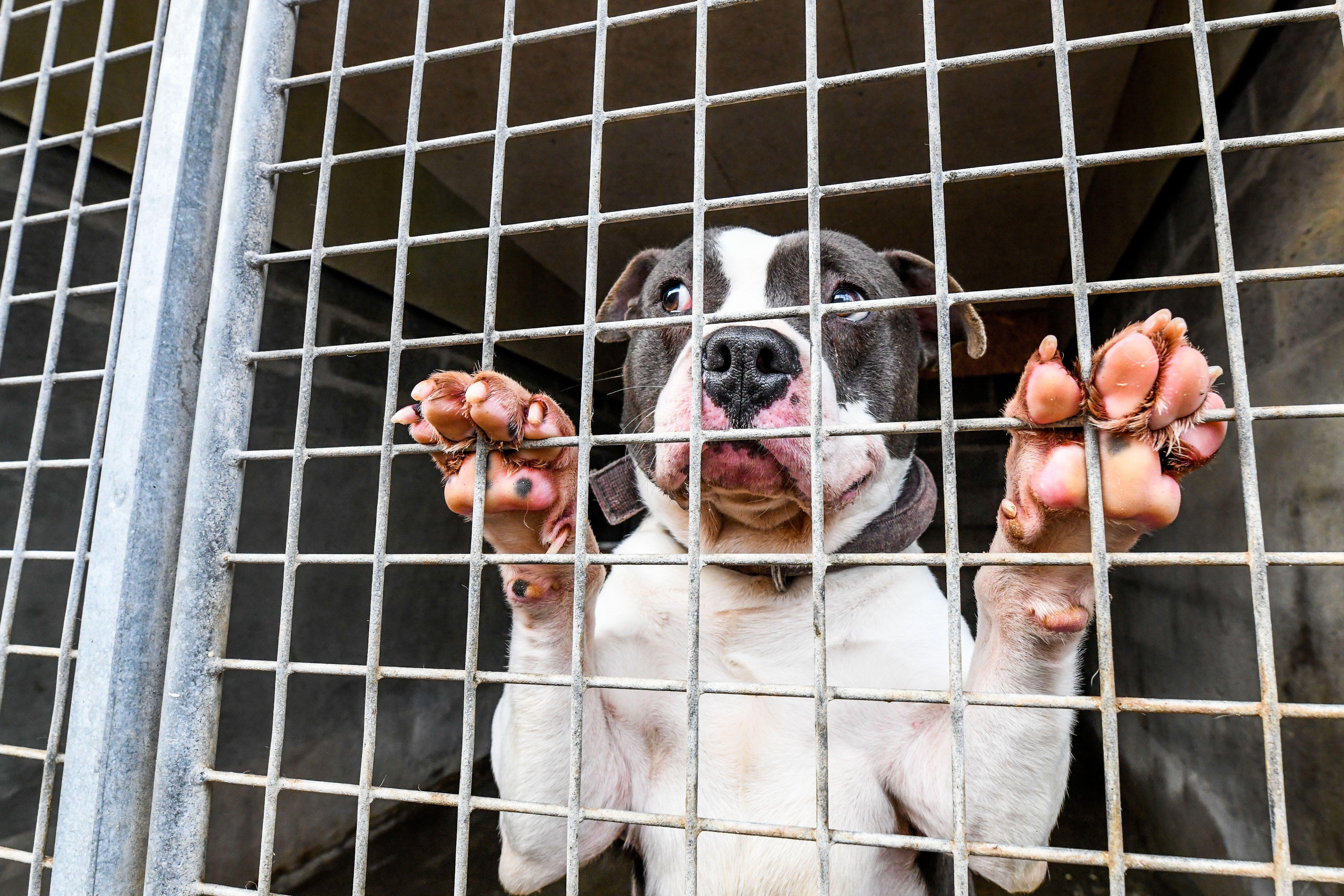 Number of animals being re-homed in Buckinghamshire drops | News ...