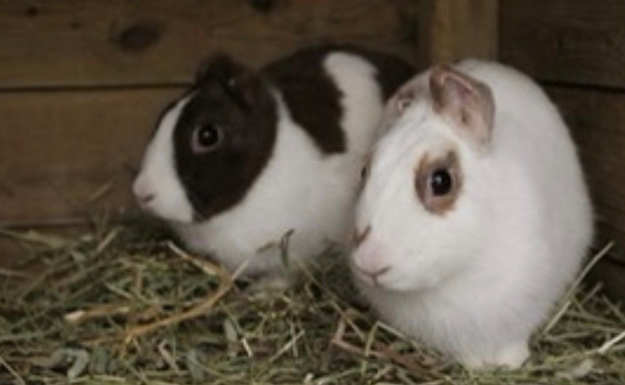 The rescued animals 'looking for love' in Cornwall