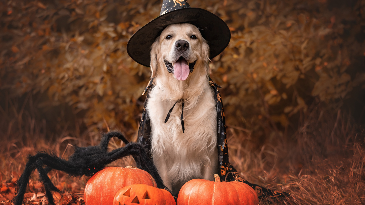 Cute and hilarious Halloween outfits for your pets