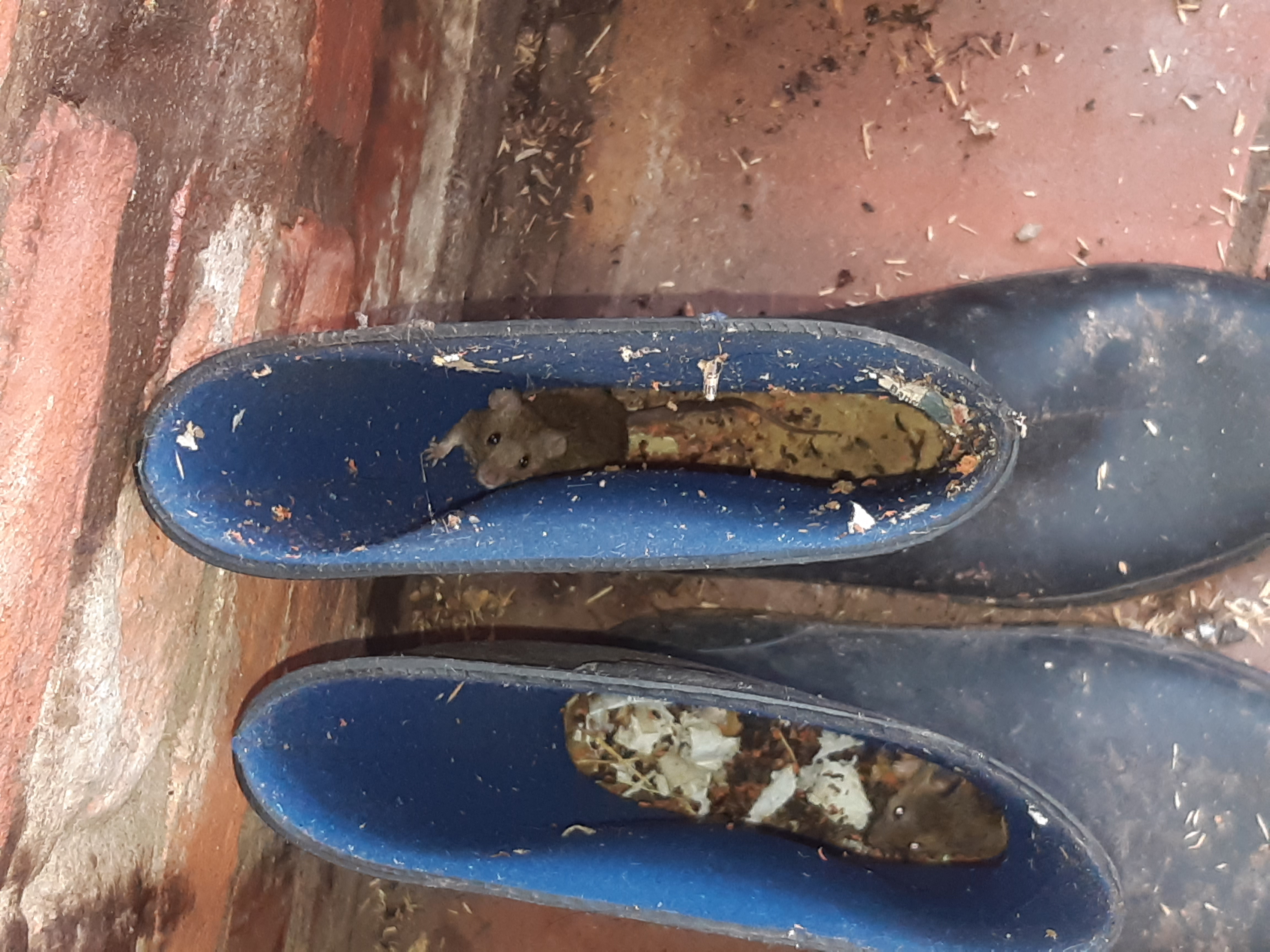 Essex woman fined for failing to deal with mouse infestation as it was ...