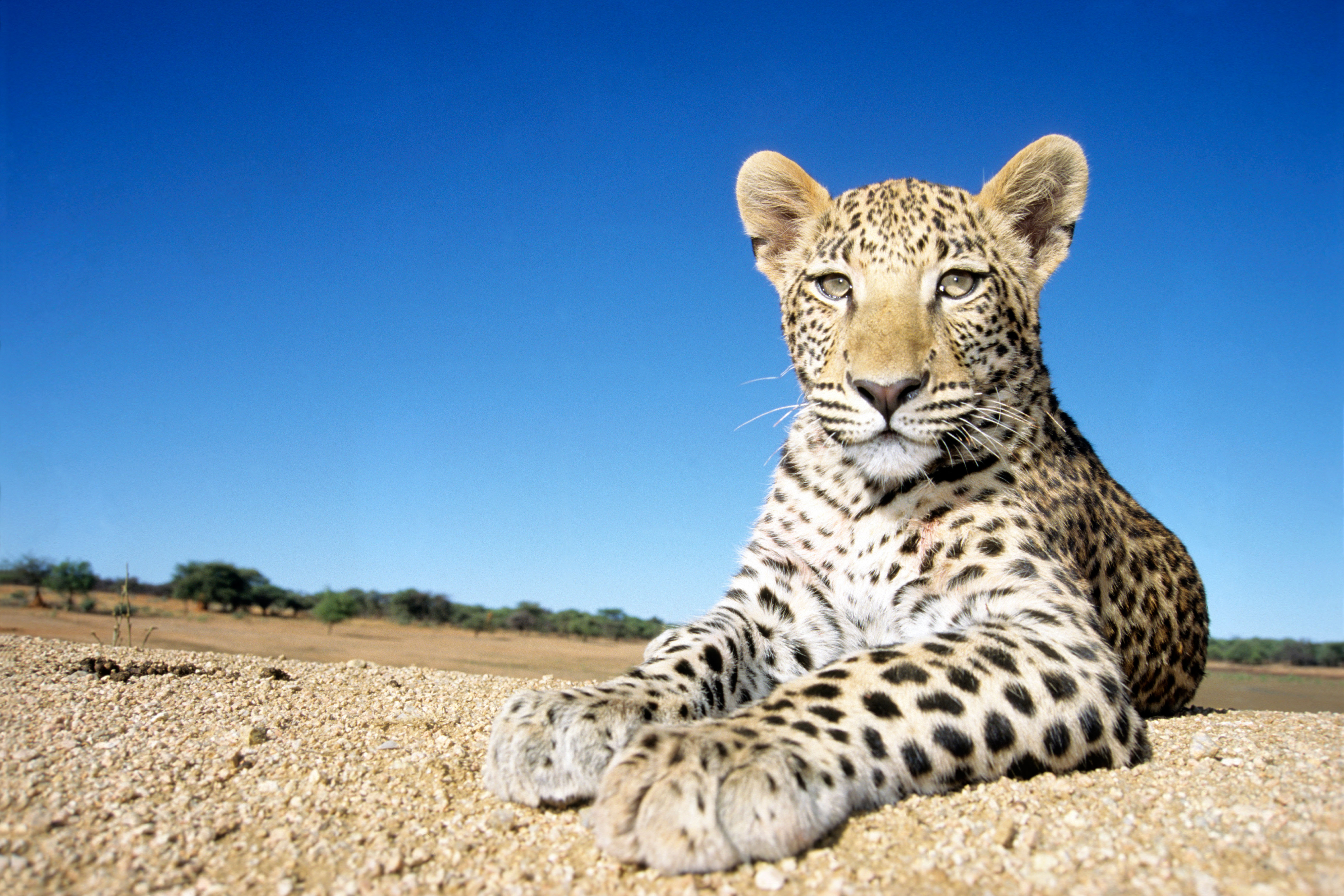 Wildlife populations fall 70% in 50 years warn WWF