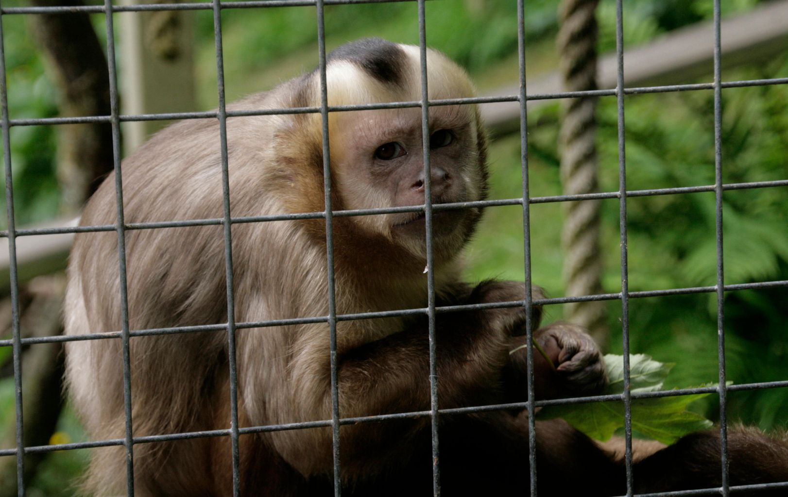 Cornish monkey sanctuary faces "real danger of closing"