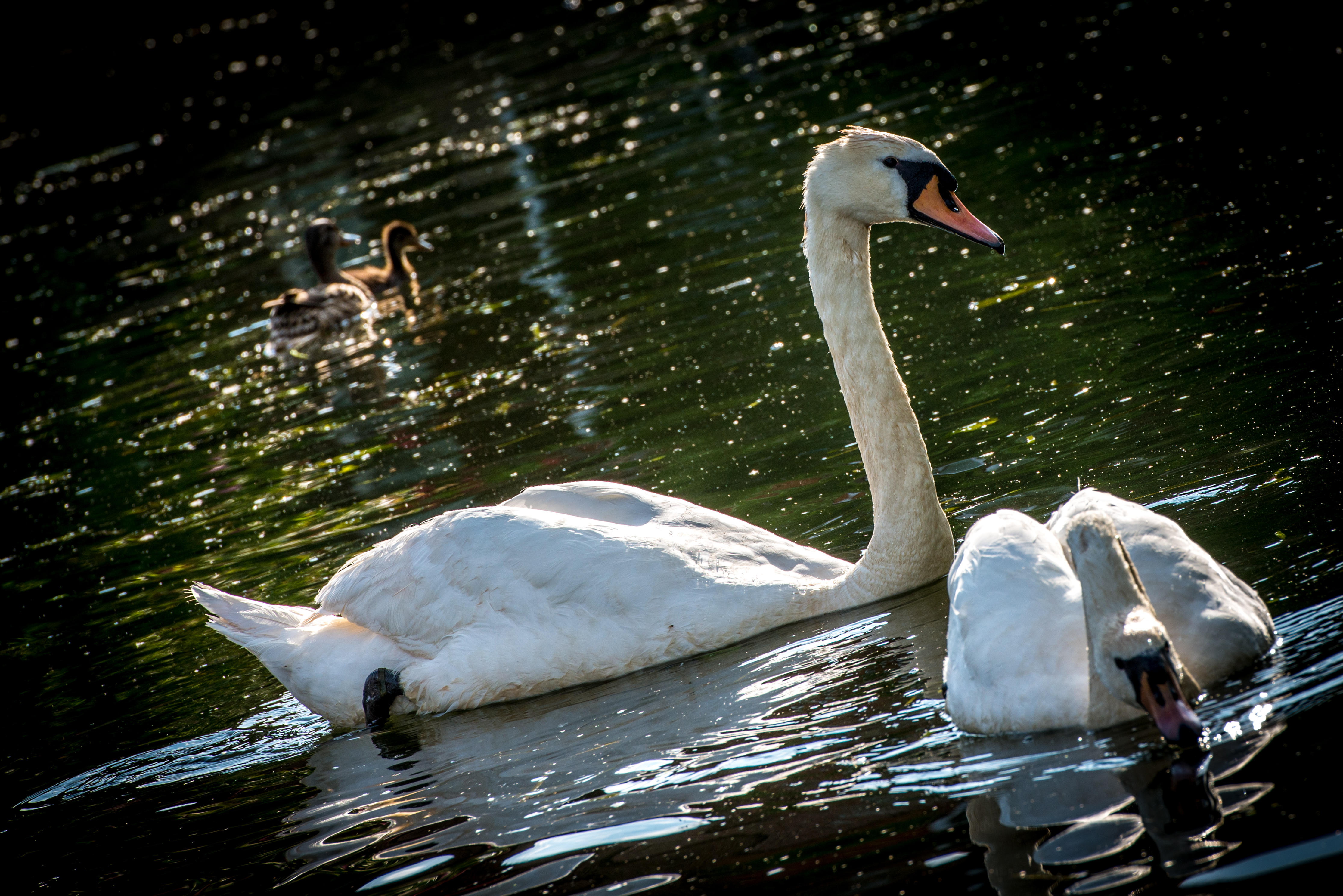 Swans on Norfolk Broads with bird flu to be put down | News - Greatest ...