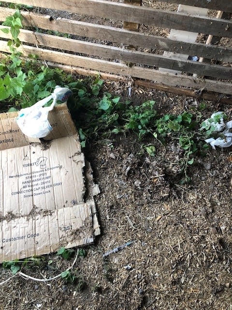 Discarded needles found near primary school in Bridport