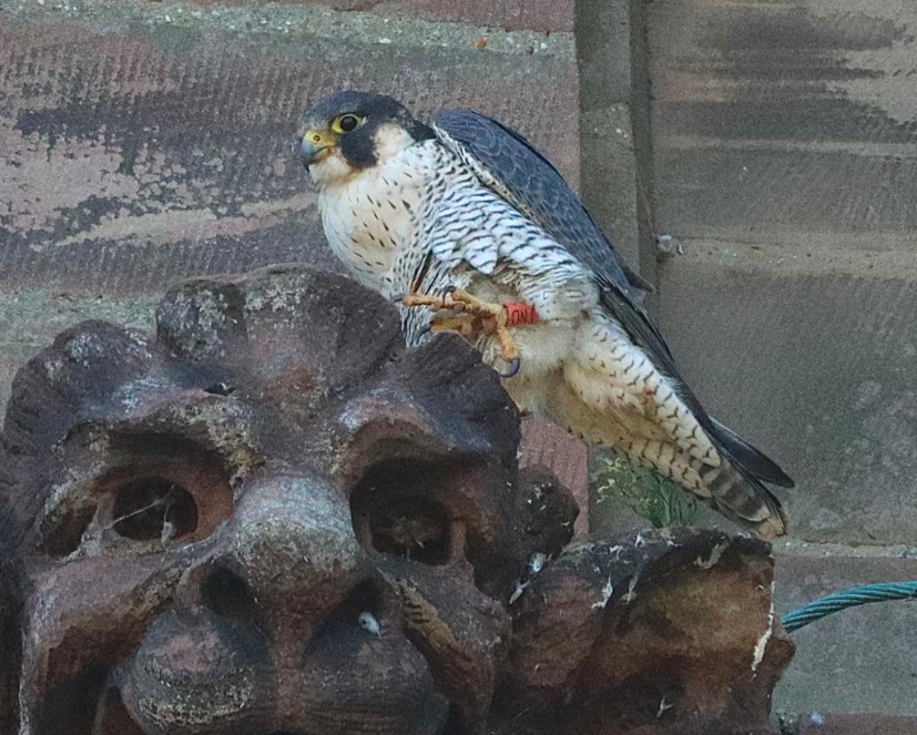 Salisbury Cathedral peregrine falcon spotted 90 miles away from home ...