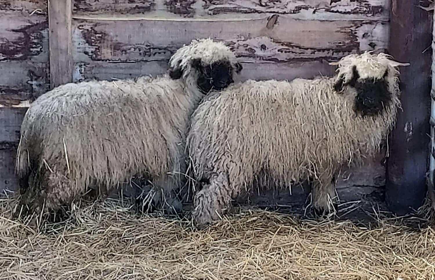 Salisbury Rover Bourne farm's sheep are 'cutest in the world' | GHR ...