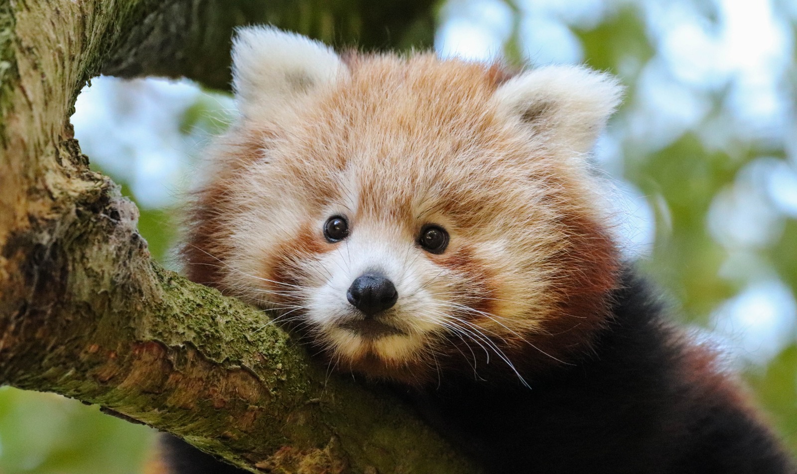 Zoological Society of East Anglia cuts ticket prices to keep Africa ...