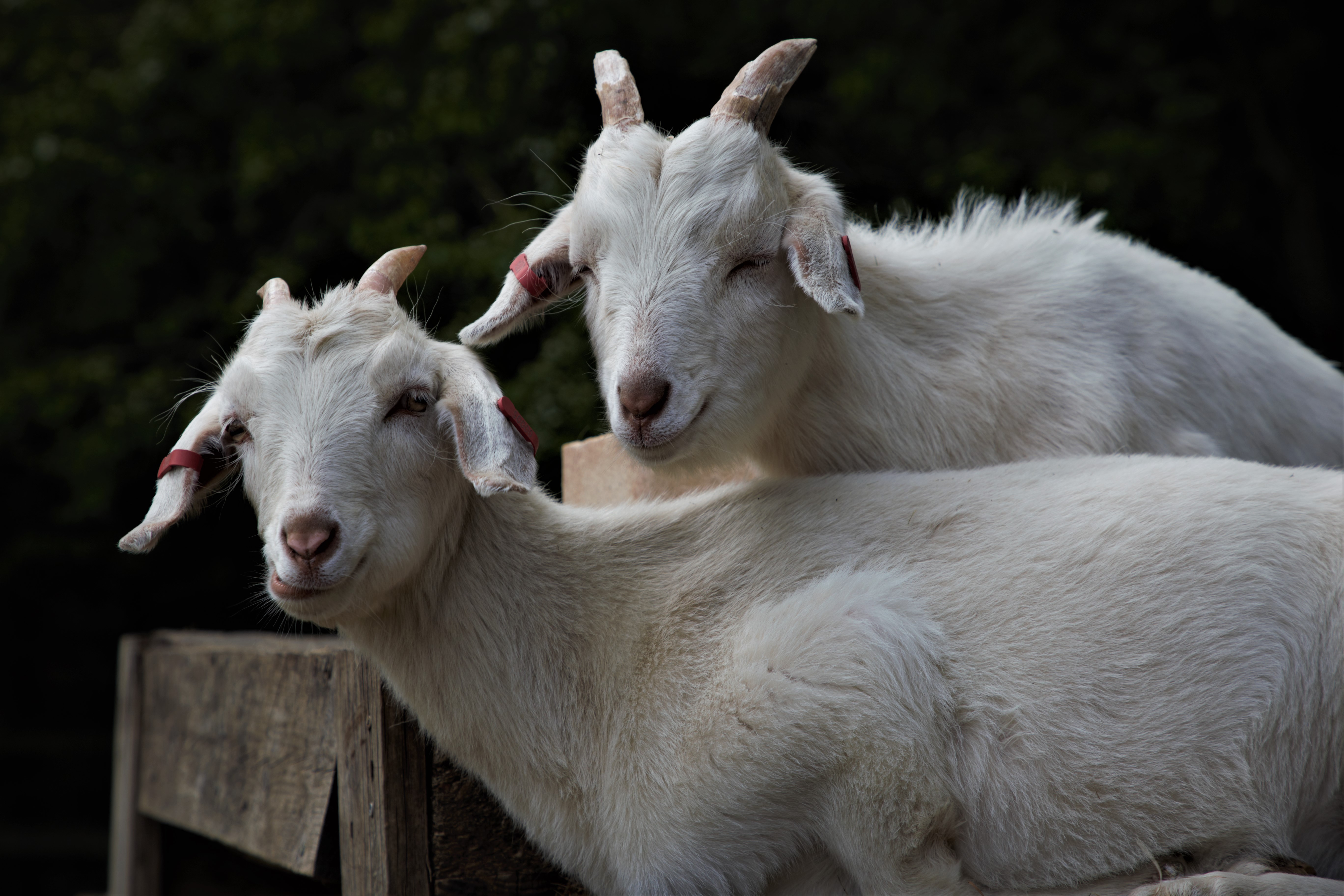 Buckinghamshire farm left 'devastated' after seven goats are stolen ...