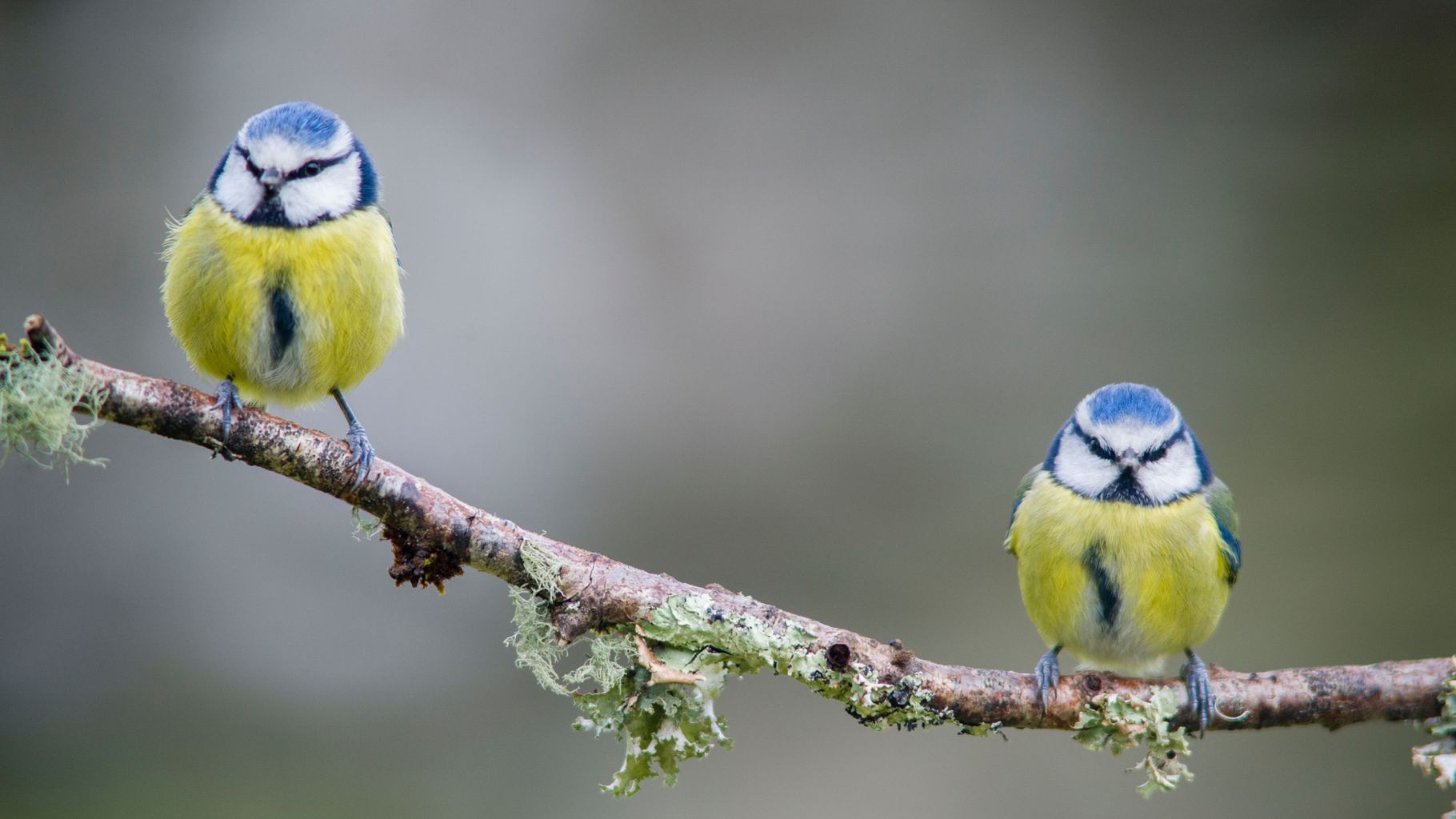 Bird-watching linked to positive mental health