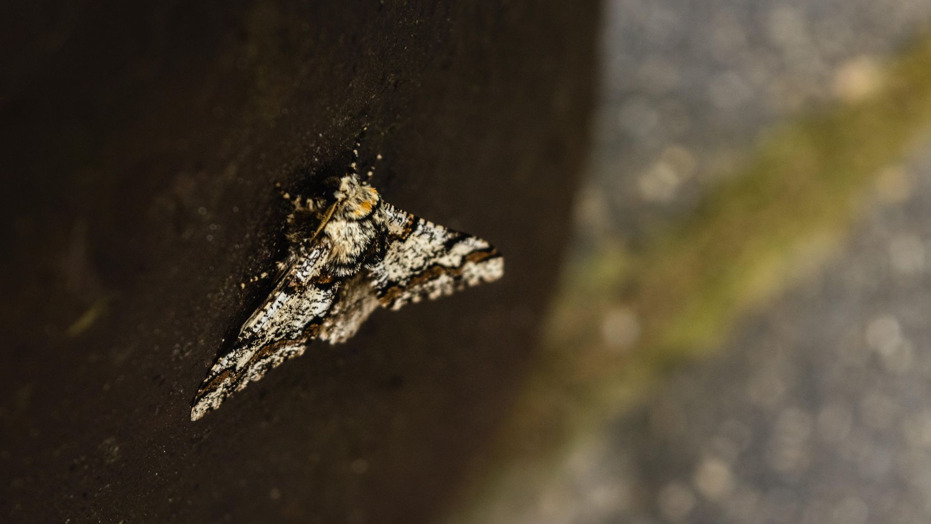 Record number of rare Barberry Carpet Moths found in Dorset | News ...