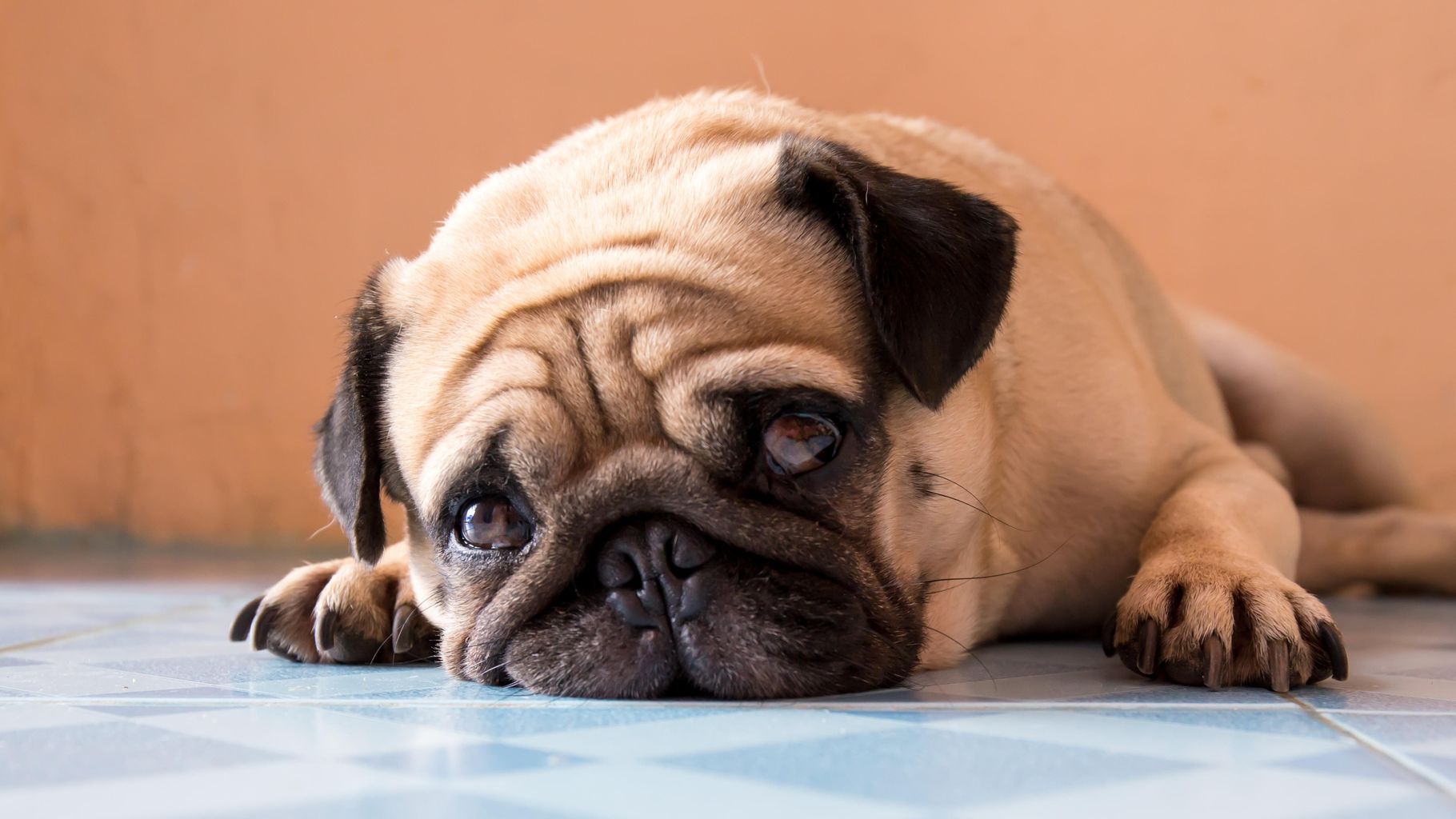 Pet owners are concerned that the loud noises will disturb their animals.