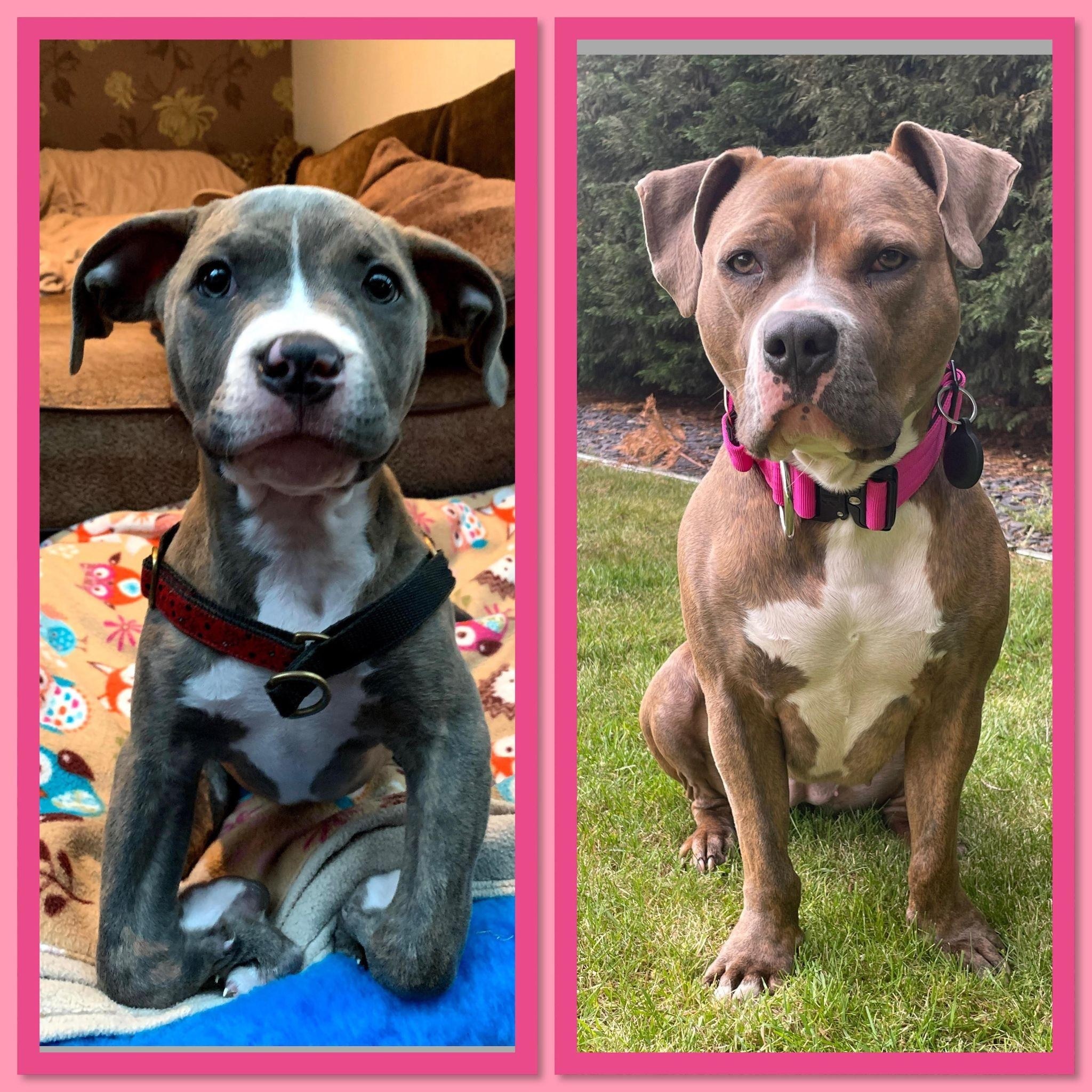 Essex dog born with deformed legs competes in scentwork trials across ...