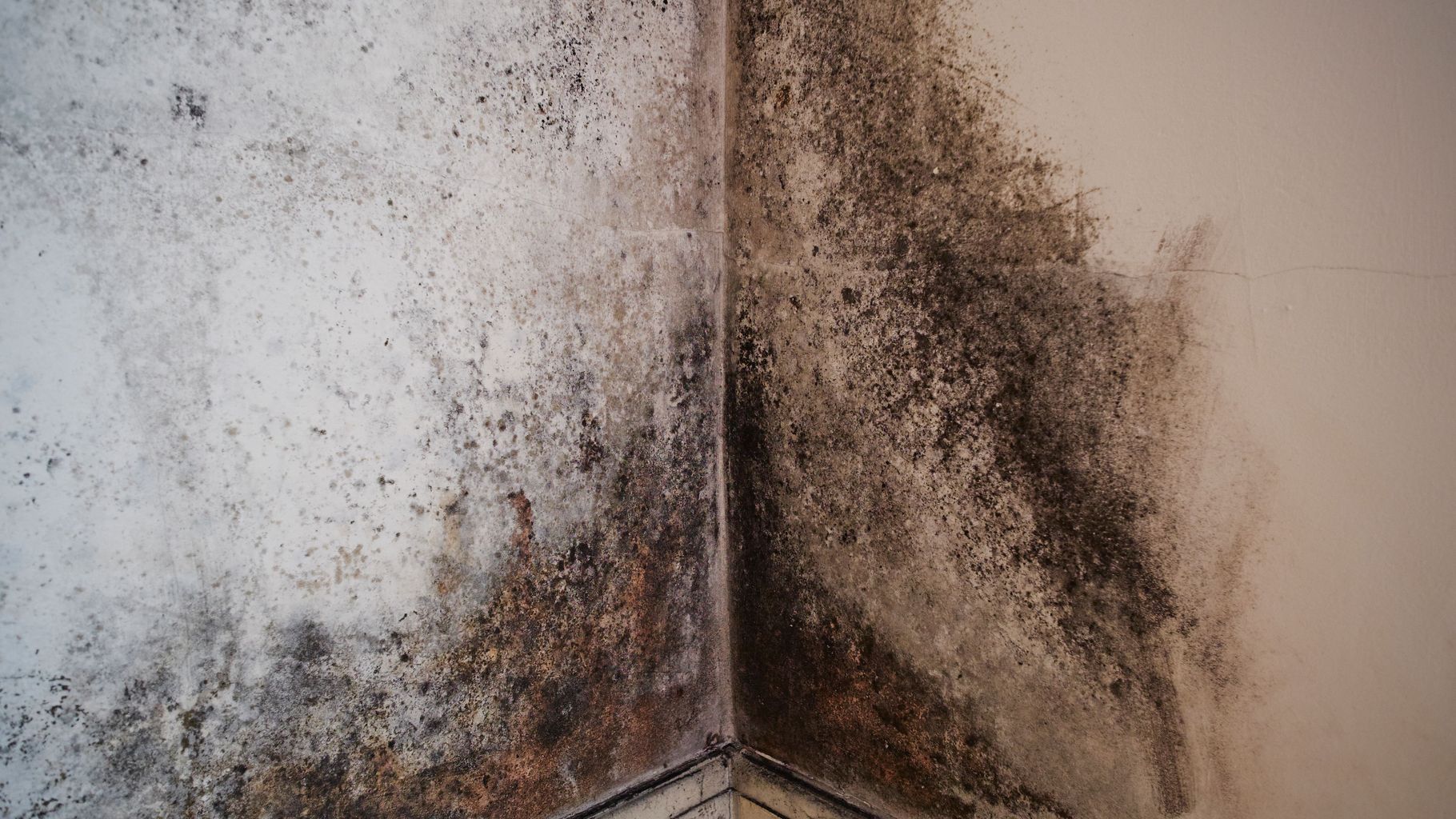 MOULD: How can it affect your health?