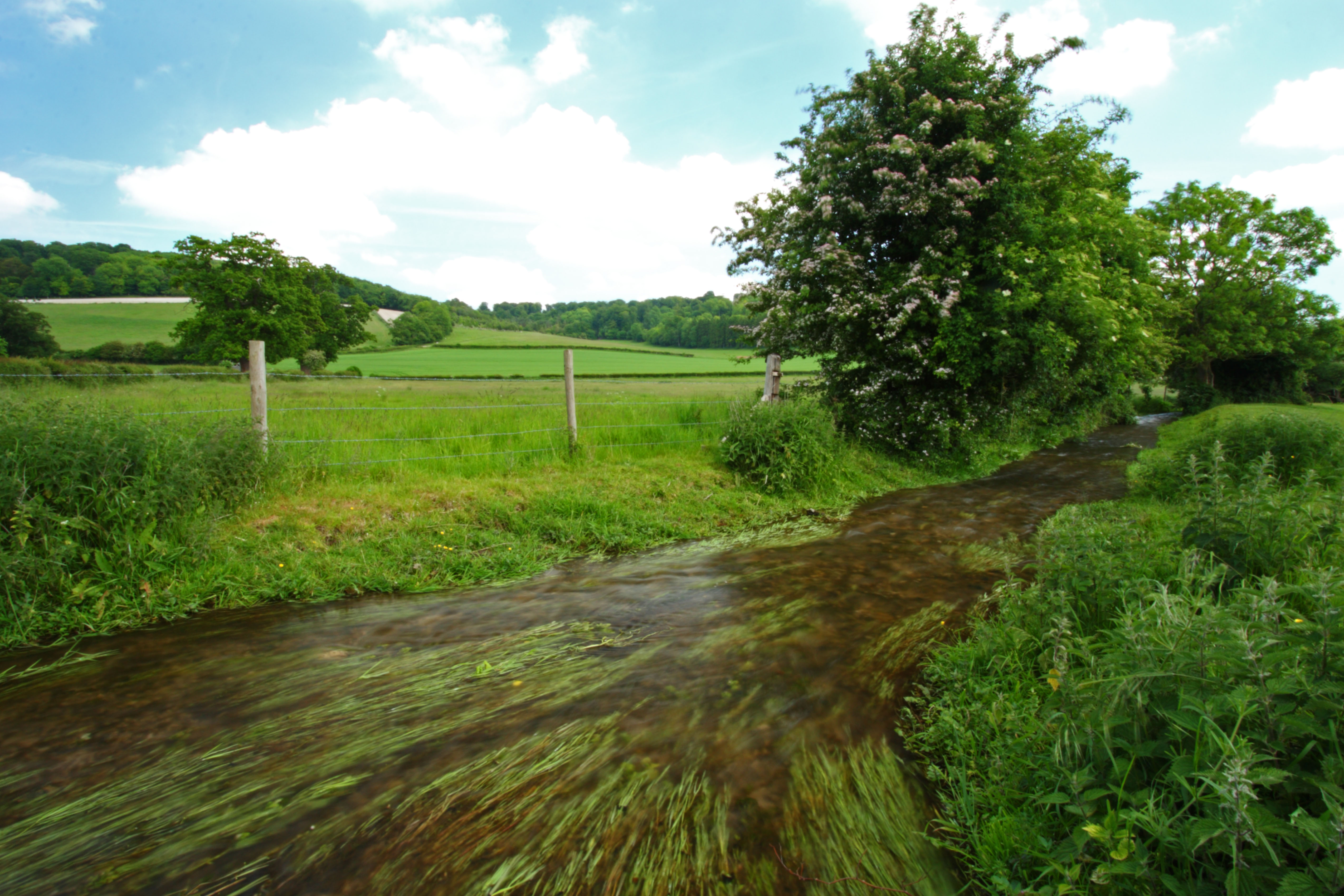Sewage found in chalk streams across Bucks