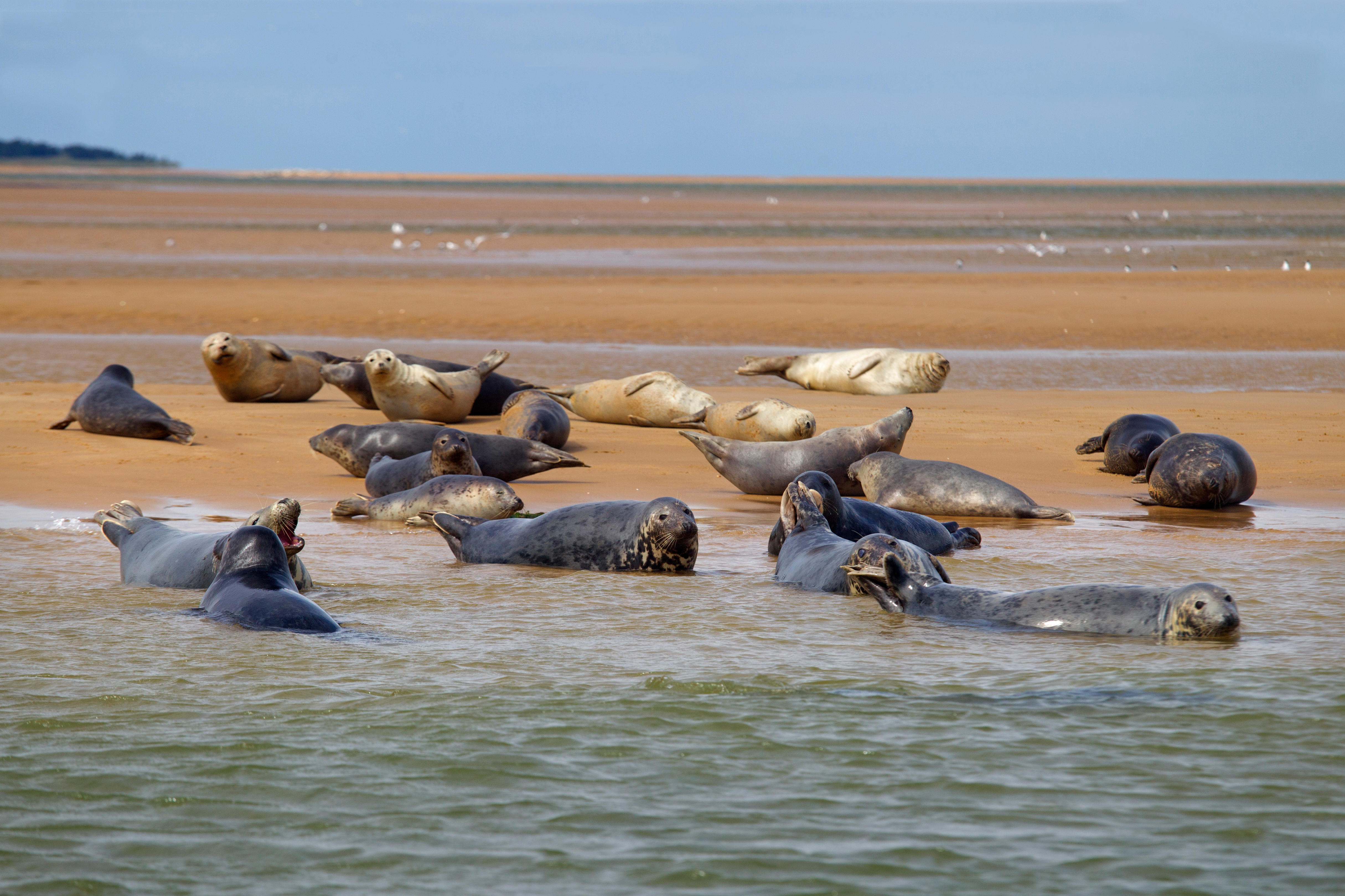 West Norfolk Council bans flying rings from beaches in bid to protect ...