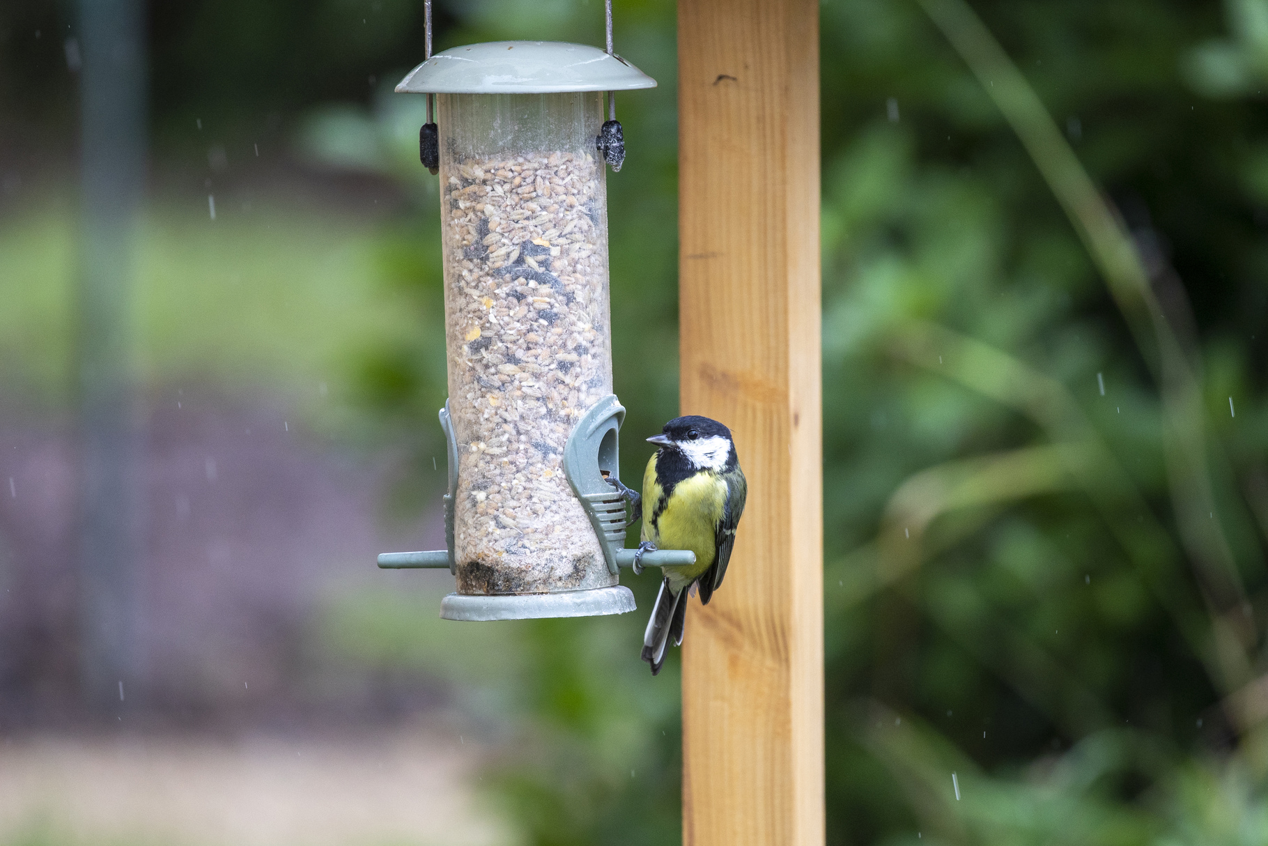 Poorly garden birds prompt plea to Hampshire and Wiltshire residents ...