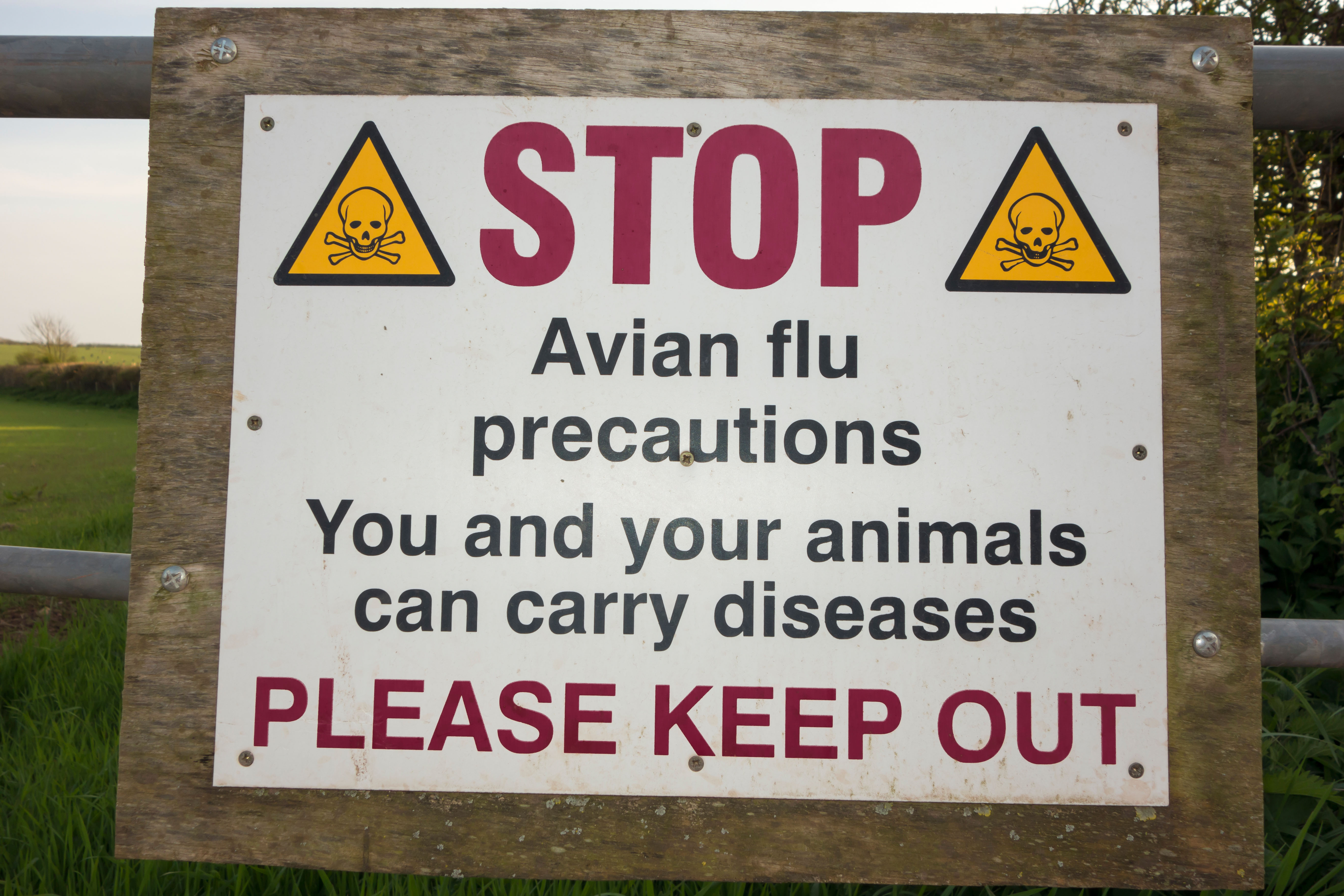 Bird flu cases confirmed in captive birds near Dorchester