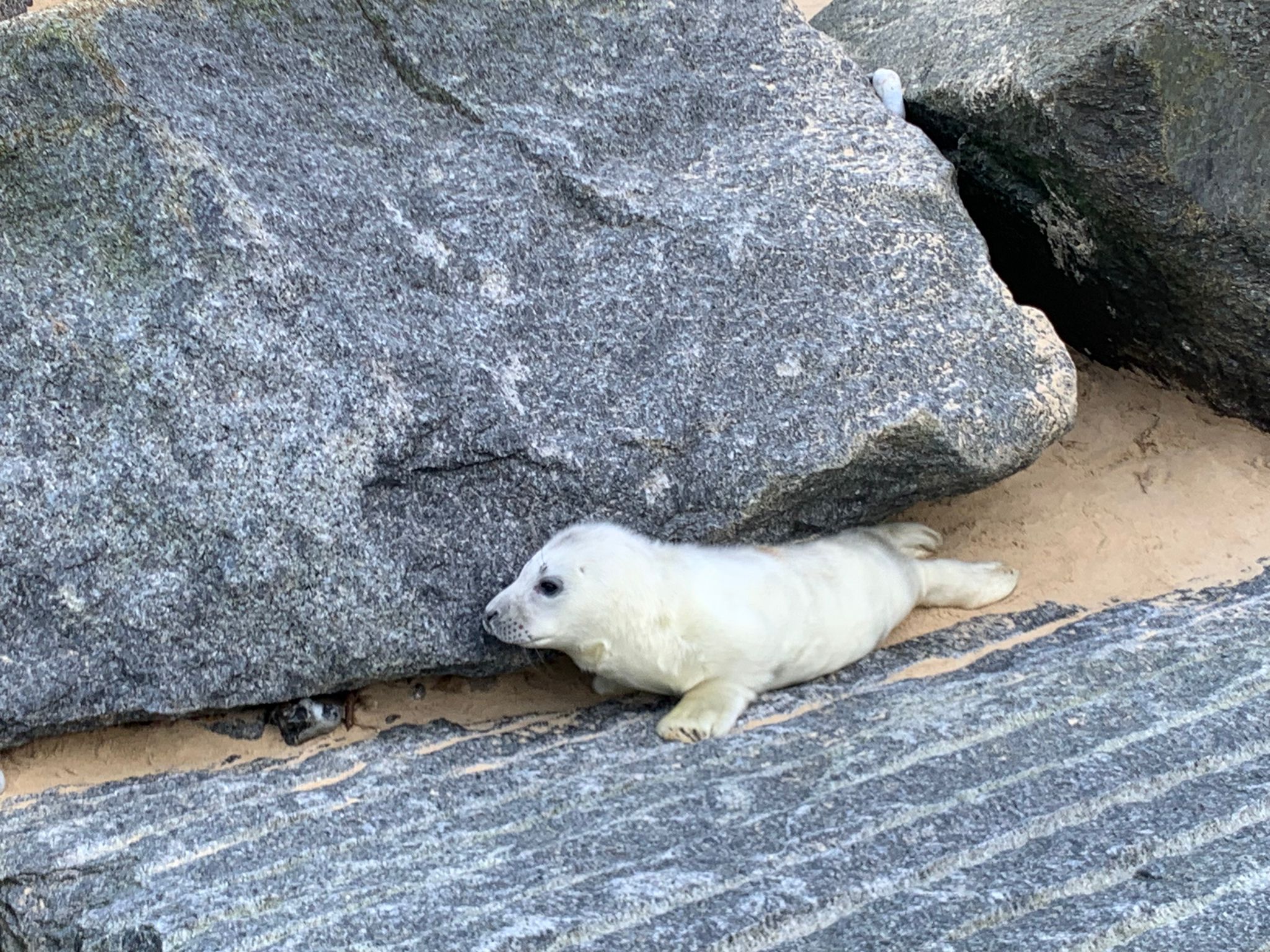 Seals rescued after becoming trapped on a Norfolk beach | News ...