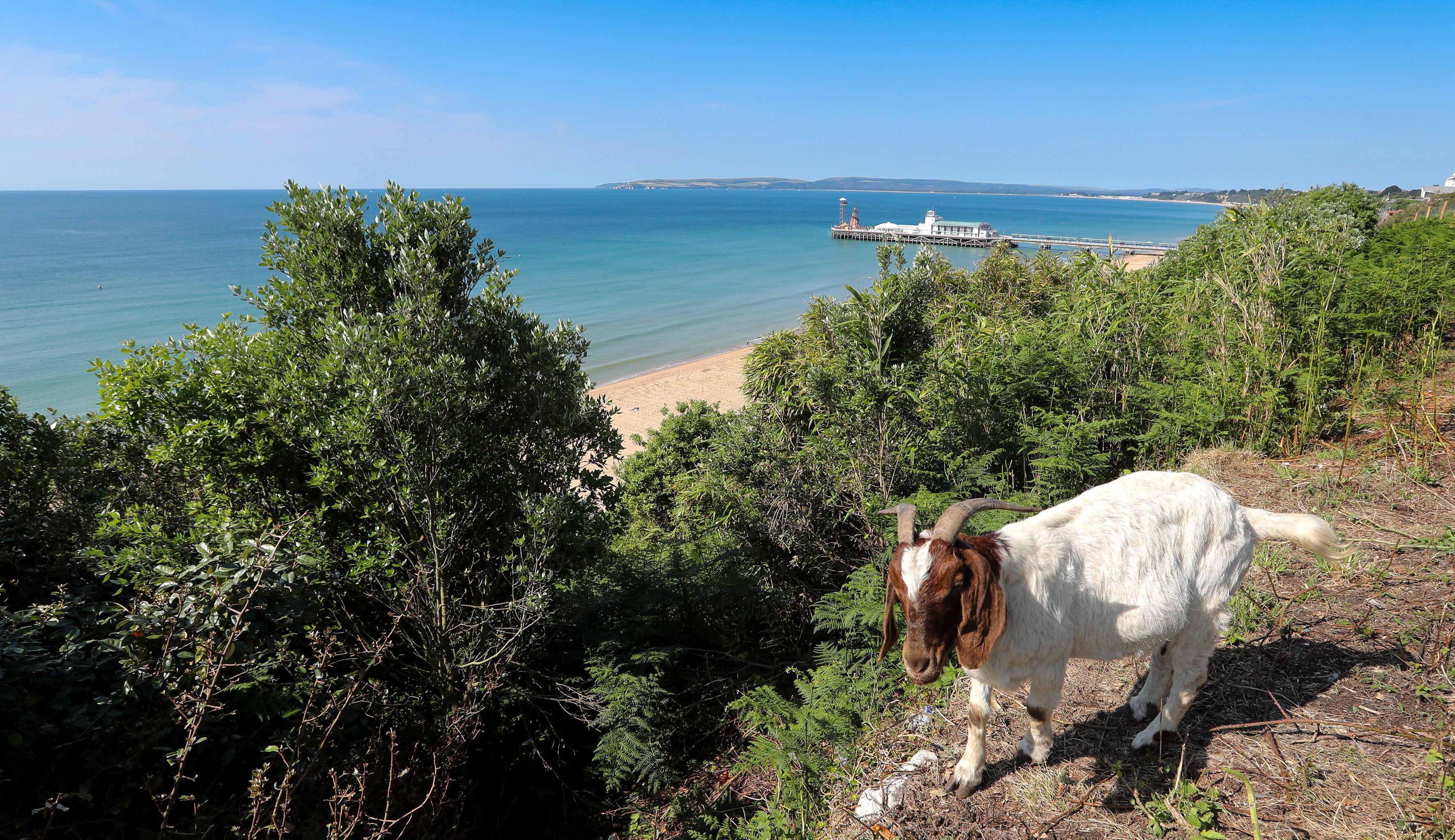 Clifftop goat herd in Bournemouth set to be doubled | News - Hits Radio
