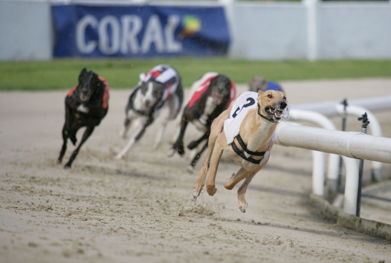 A ban on Greyhound racing wins the backing of Senedd Commitee | News ...