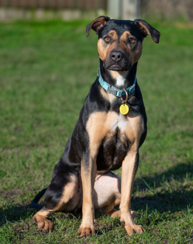 Animal rescue charities 'overflowing' with dogs