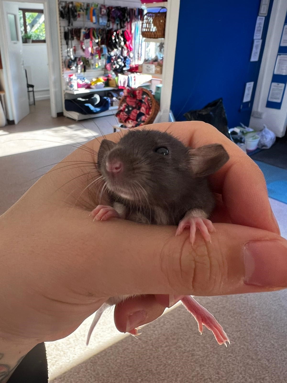 33 rats rescued from Weymouth home after baby boom!