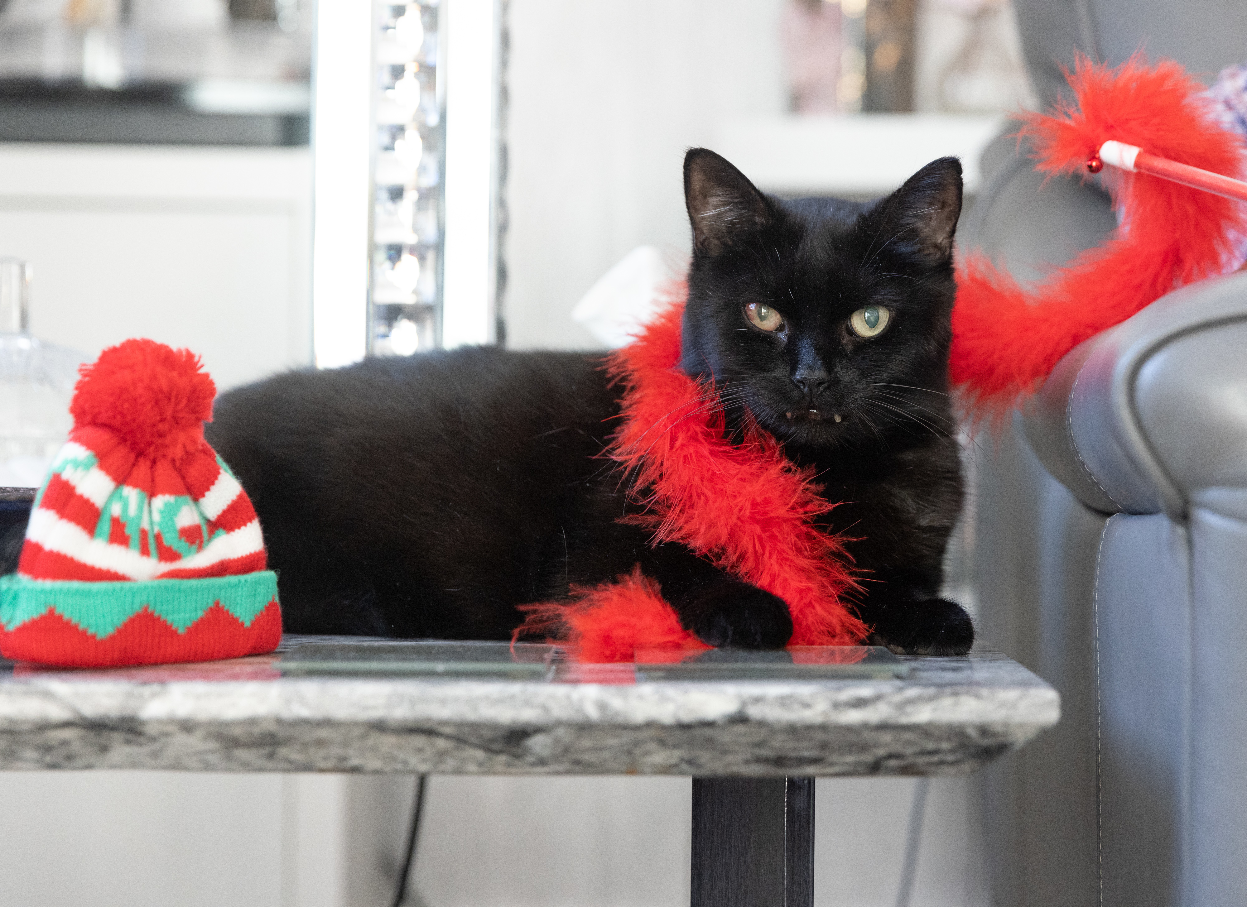 Southend lottery winners say they owe it all to their cat | News ...