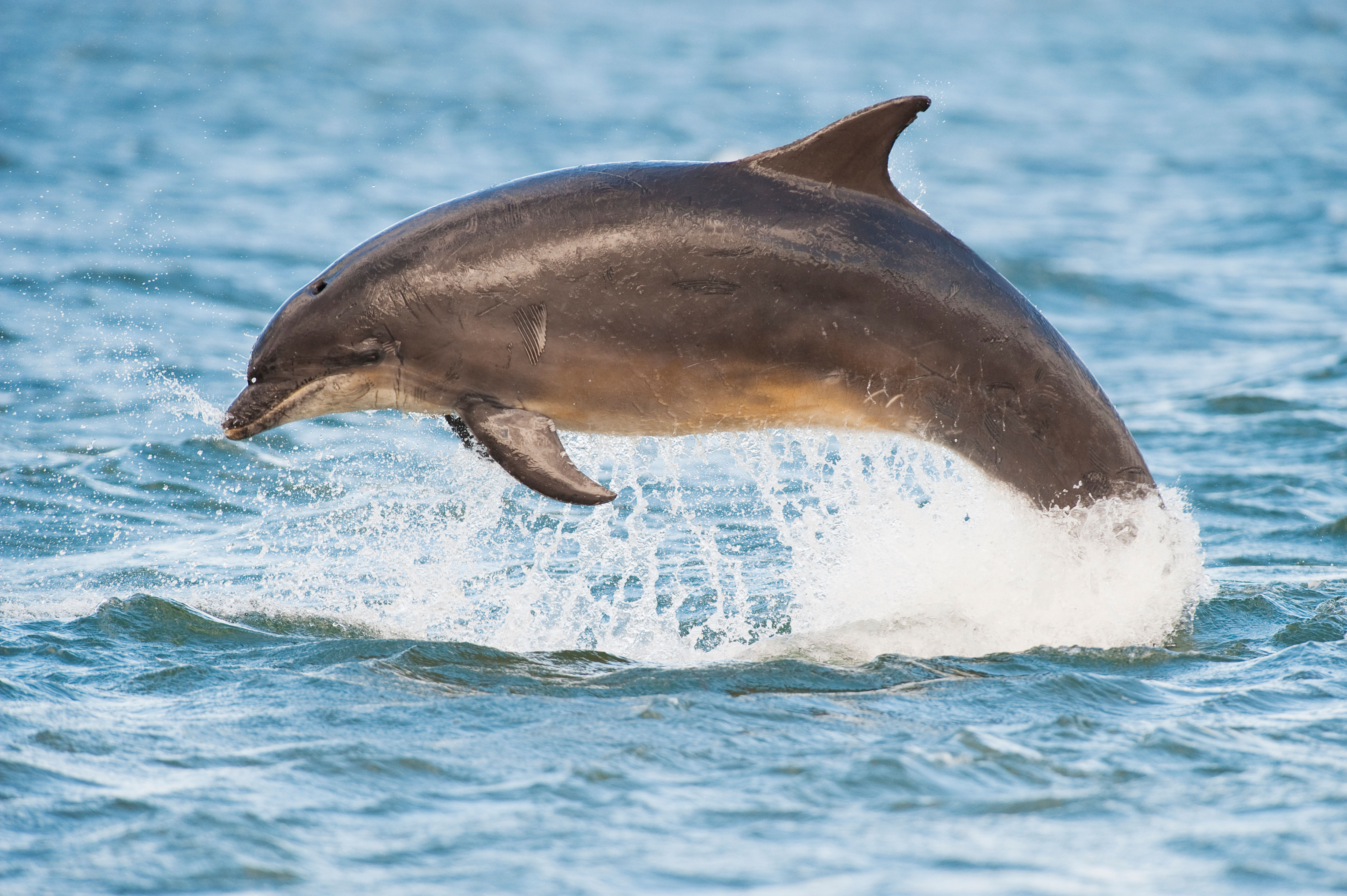 Scottish dolphins are showing common signs of Alzheimer's