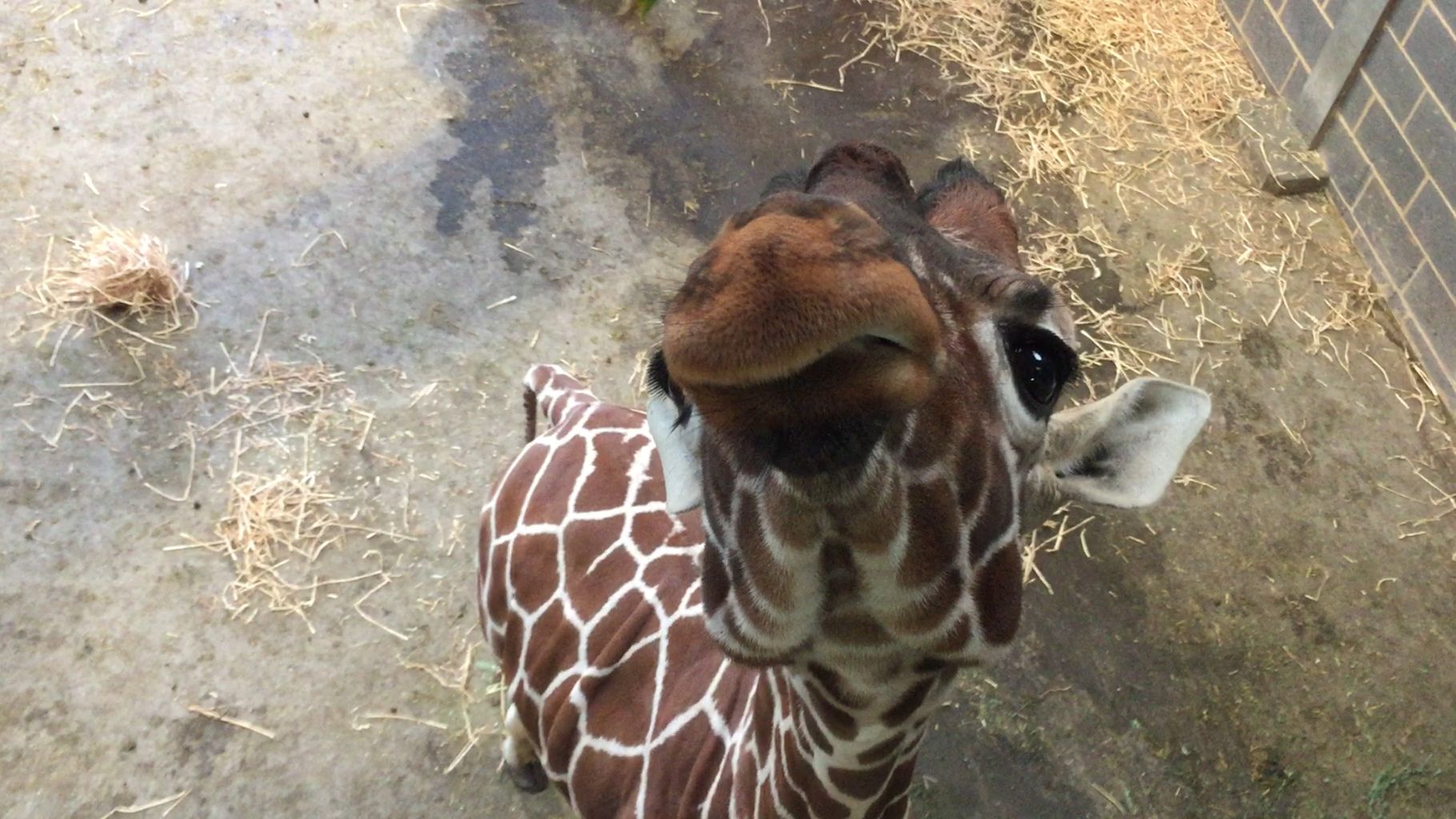 Surrey Council donate leaves to giraffes at Chessington World of Adventures