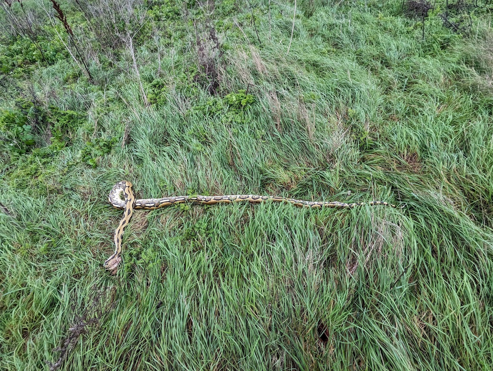 RSPCA appeal after eight-foot long python found dead in Leigh-on-Sea ...